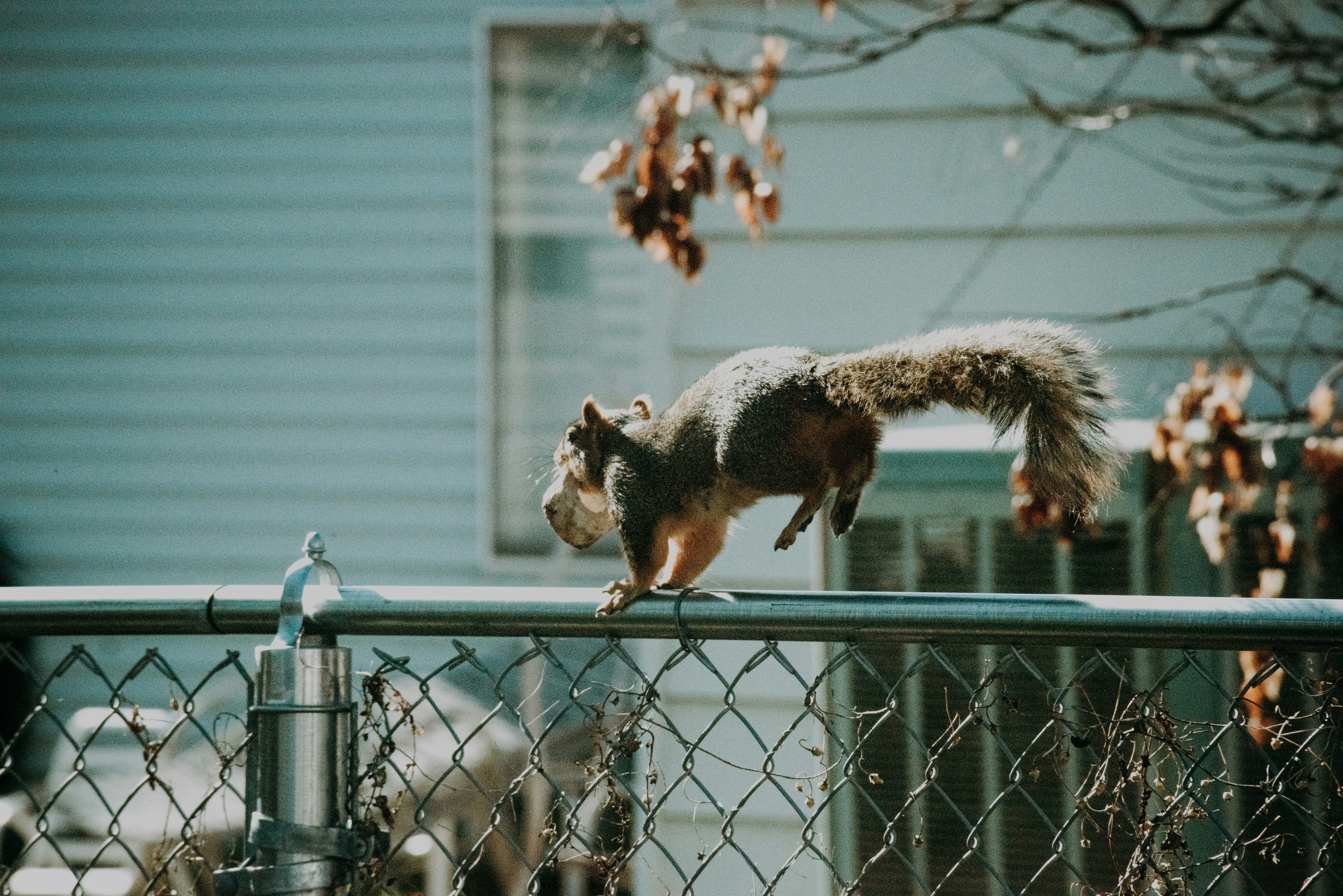 Midair on the Rail: A Squirrel's Bold Leap Across a Backyard Fence
