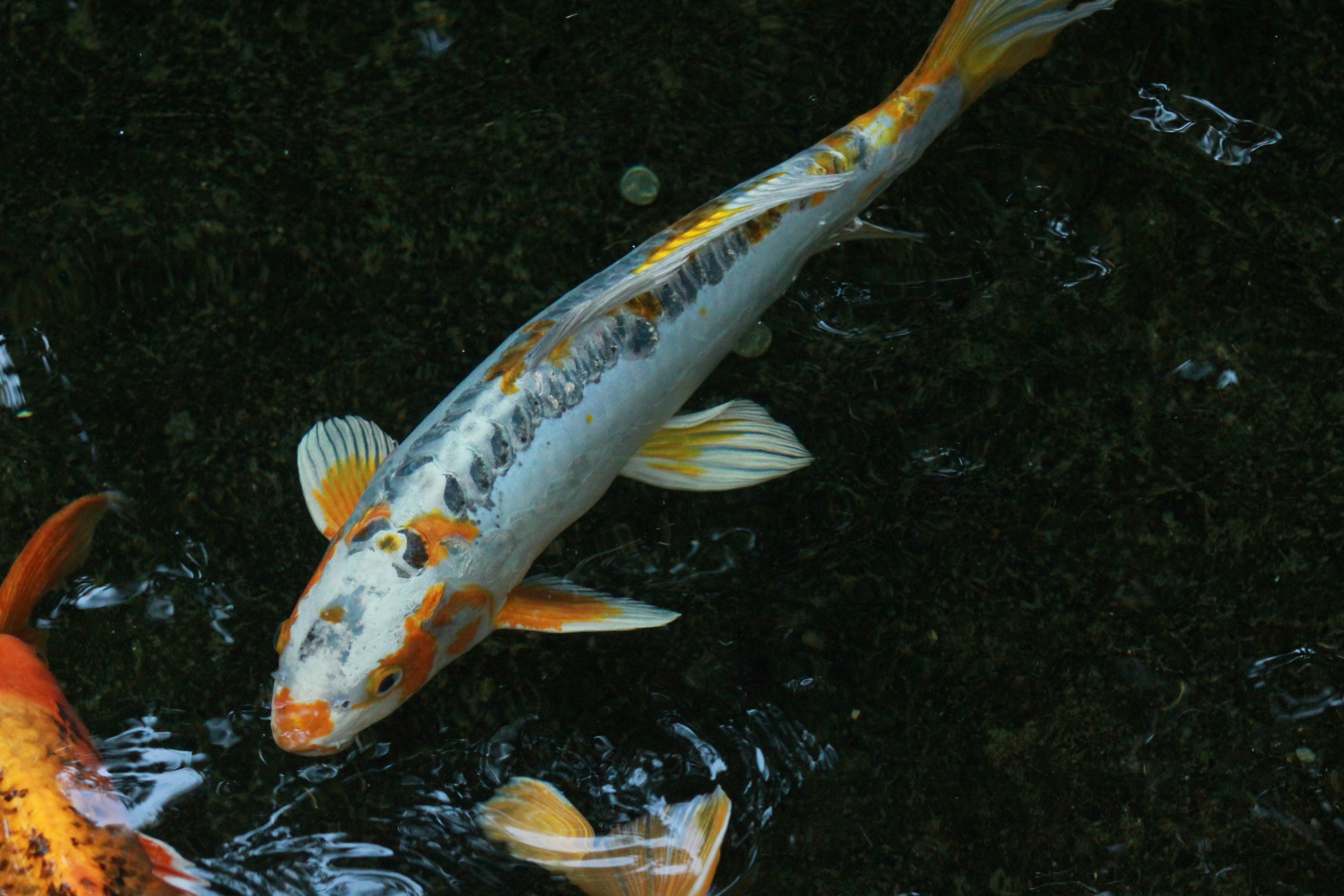 A gracefully swimming koi fish, showcasing vibrant colors against a dark, reflective pond surface.
