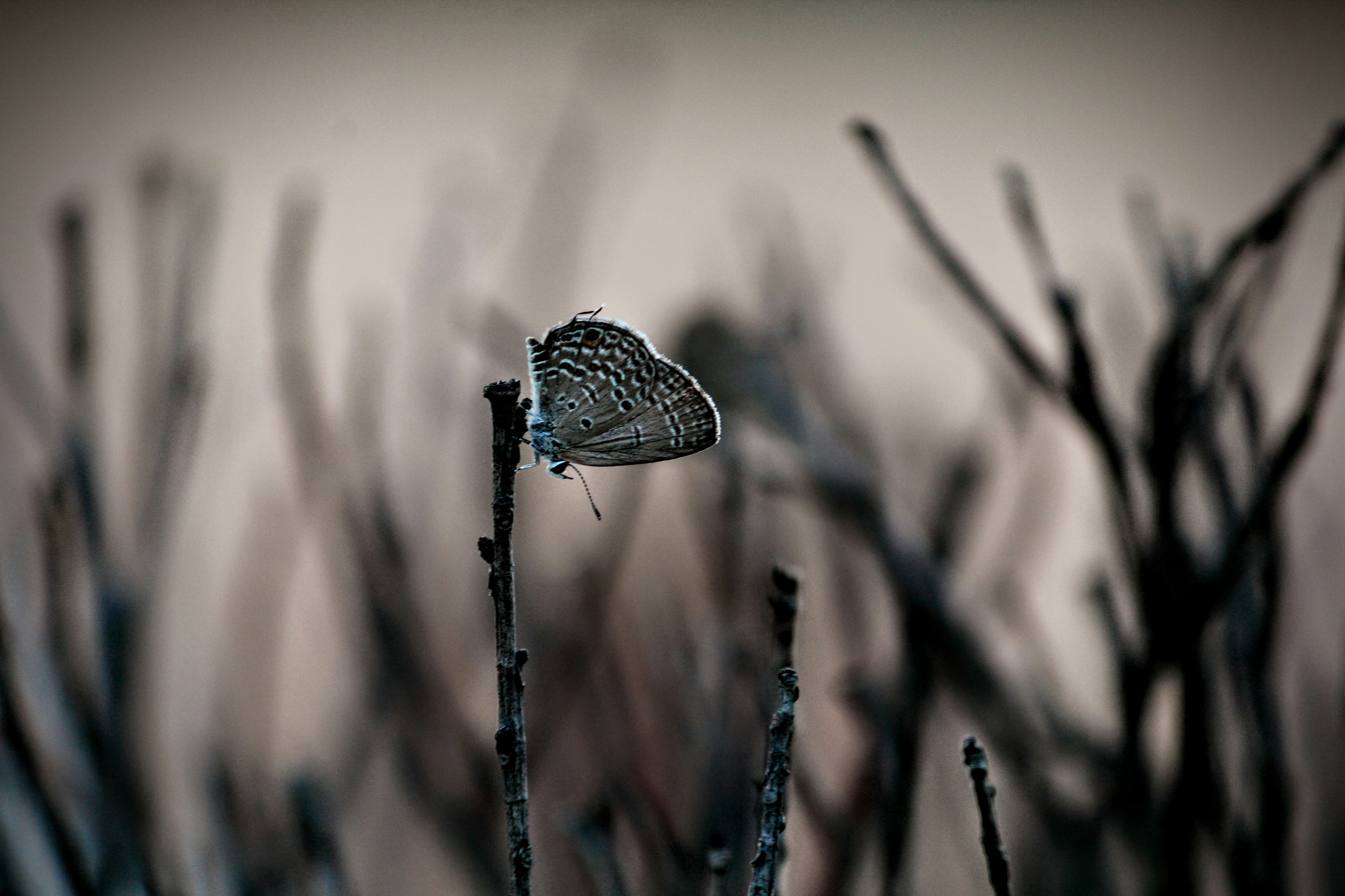 Common Blue on a Quiet Twig at Dusk