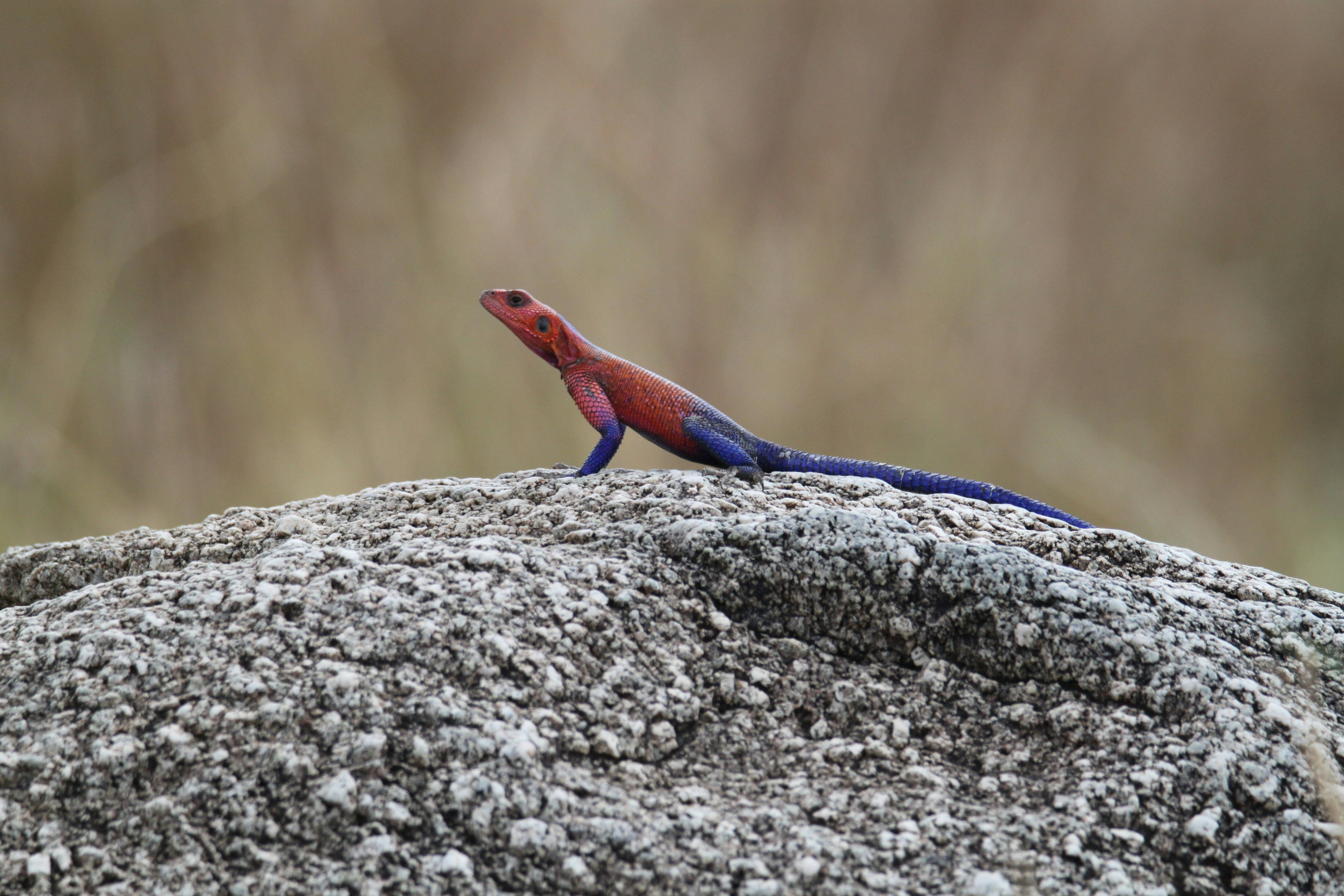 Blue and red lizard on gray rock photo – Free Animal Image on Unsplash