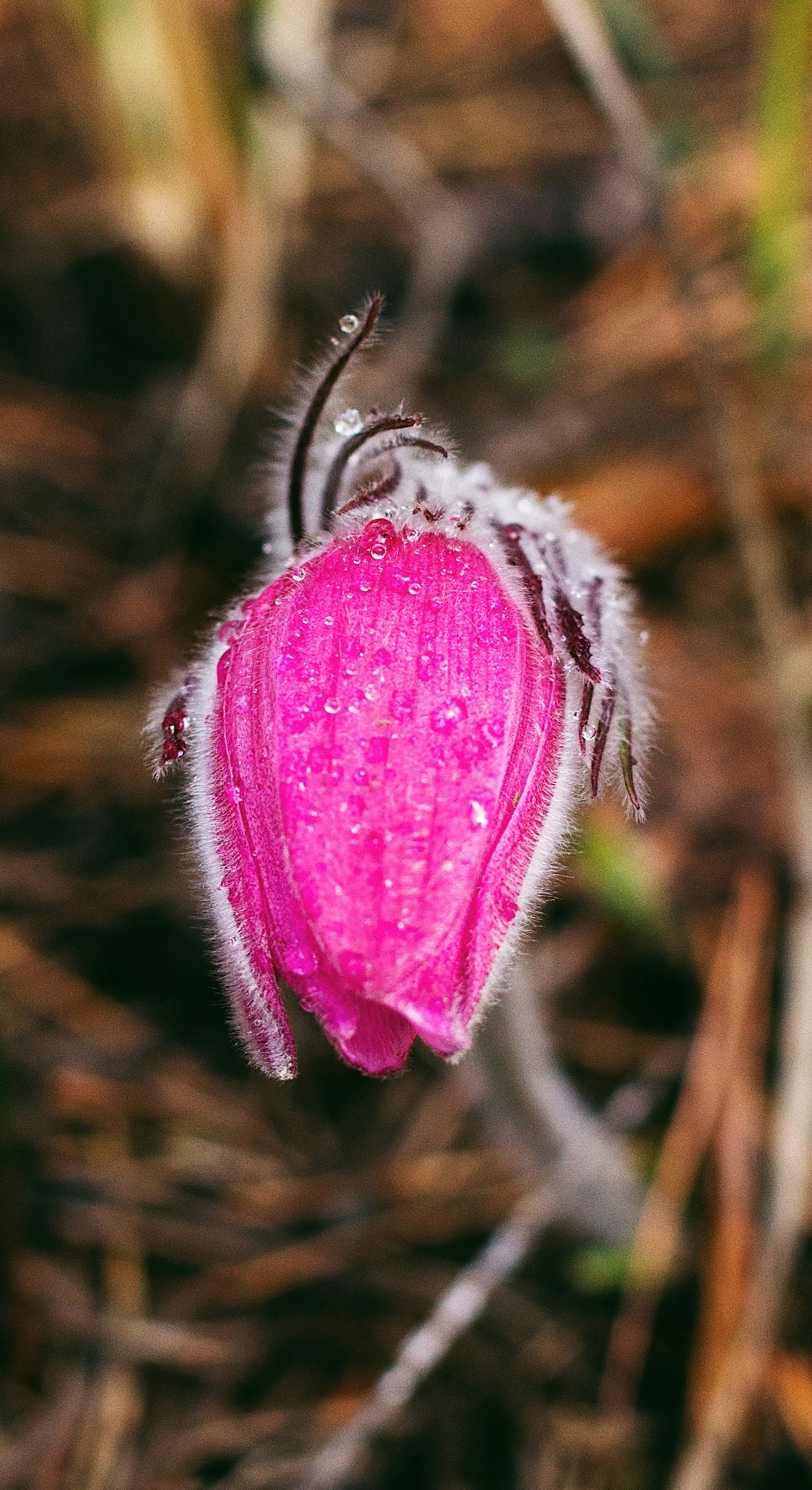 Frosted Pink Bud: a close-up awakening in a glassy morning