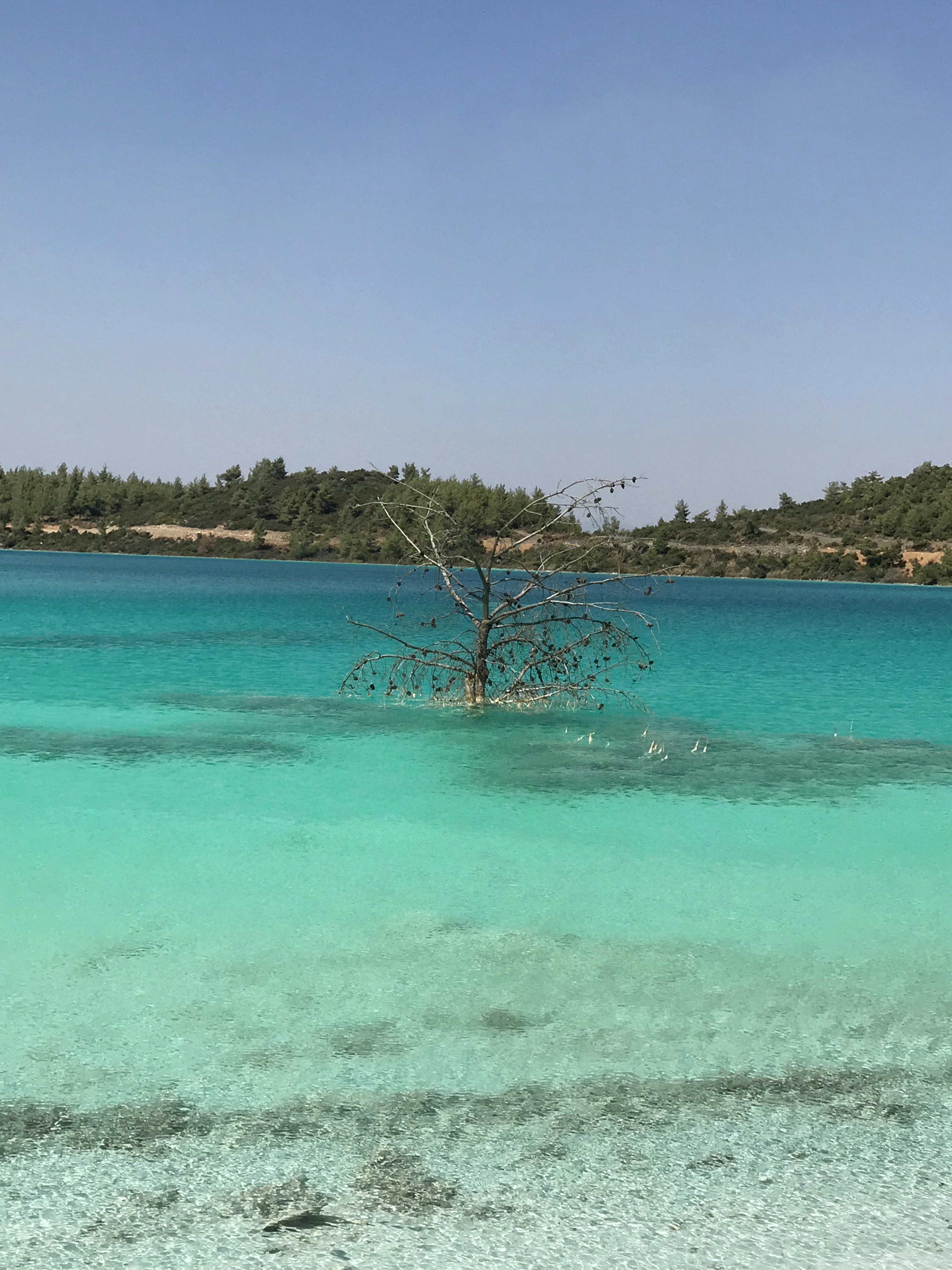Azure Silence: A Lone Tree Emerges from Turquoise Waters
