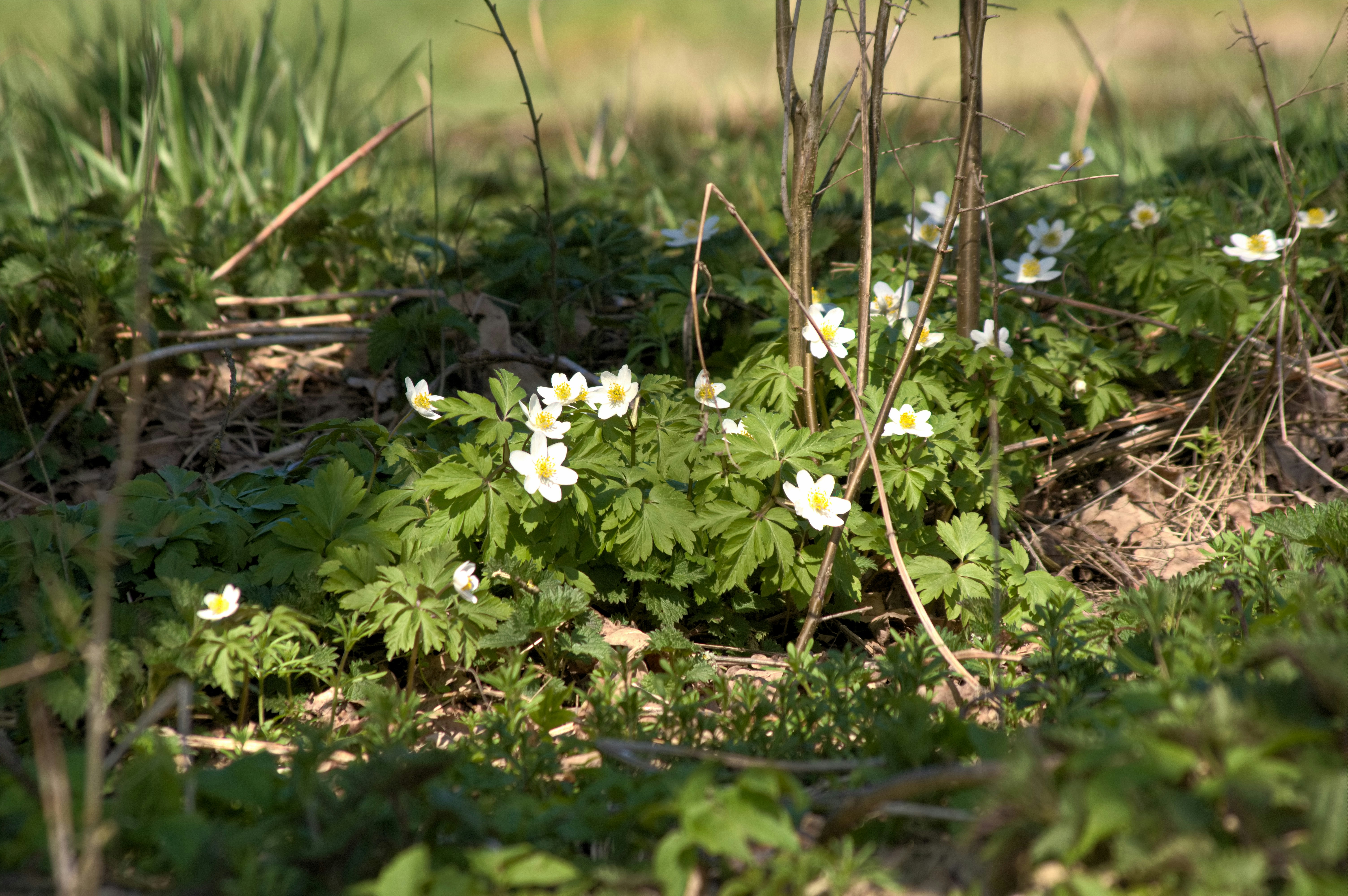 Fleurs jaunes sur sol brun photo – Photo Le printemps Gratuite sur Unsplash