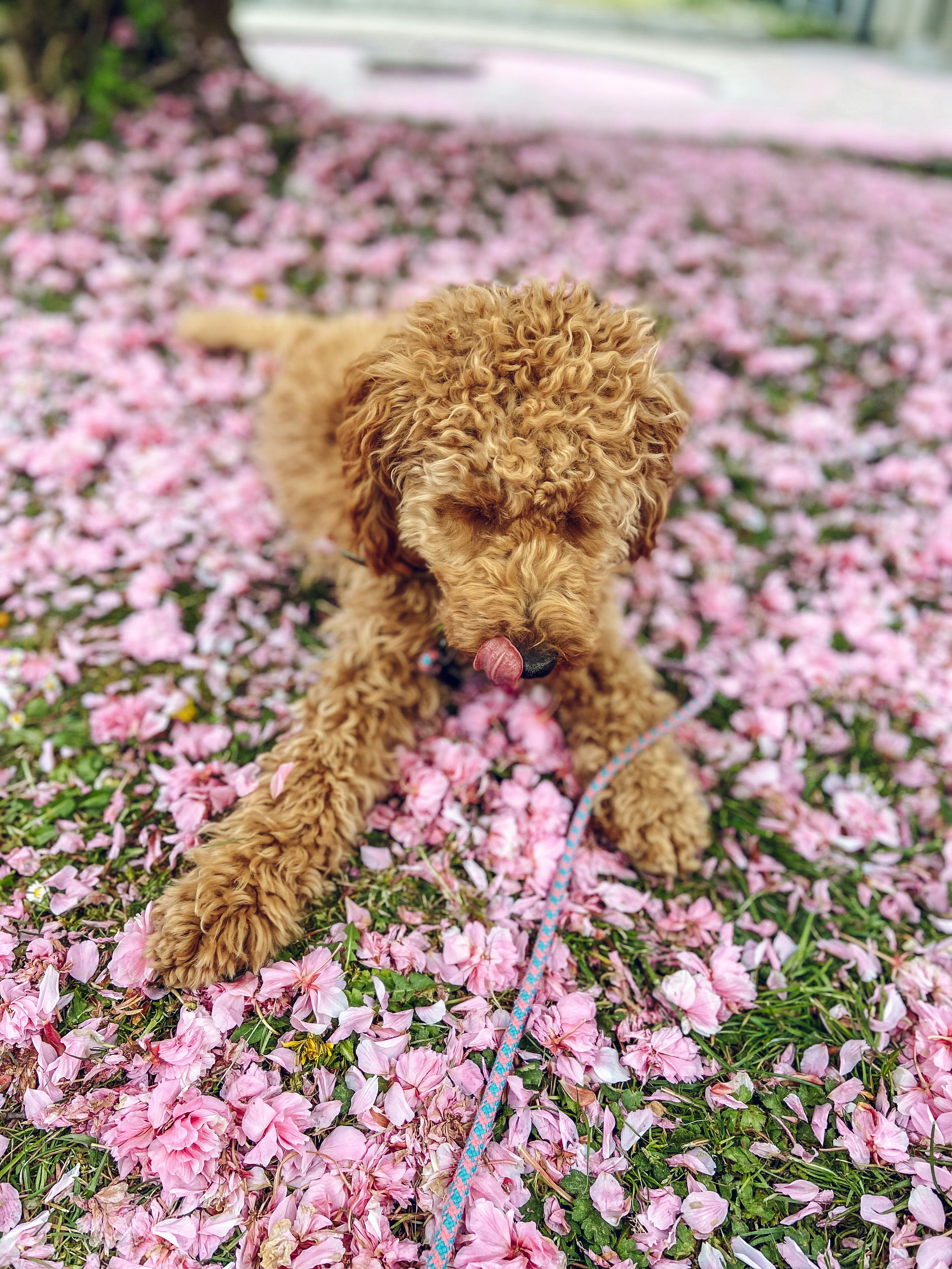 Petal Carpet Pause: A Curly Pup Amid Pink Blooms
