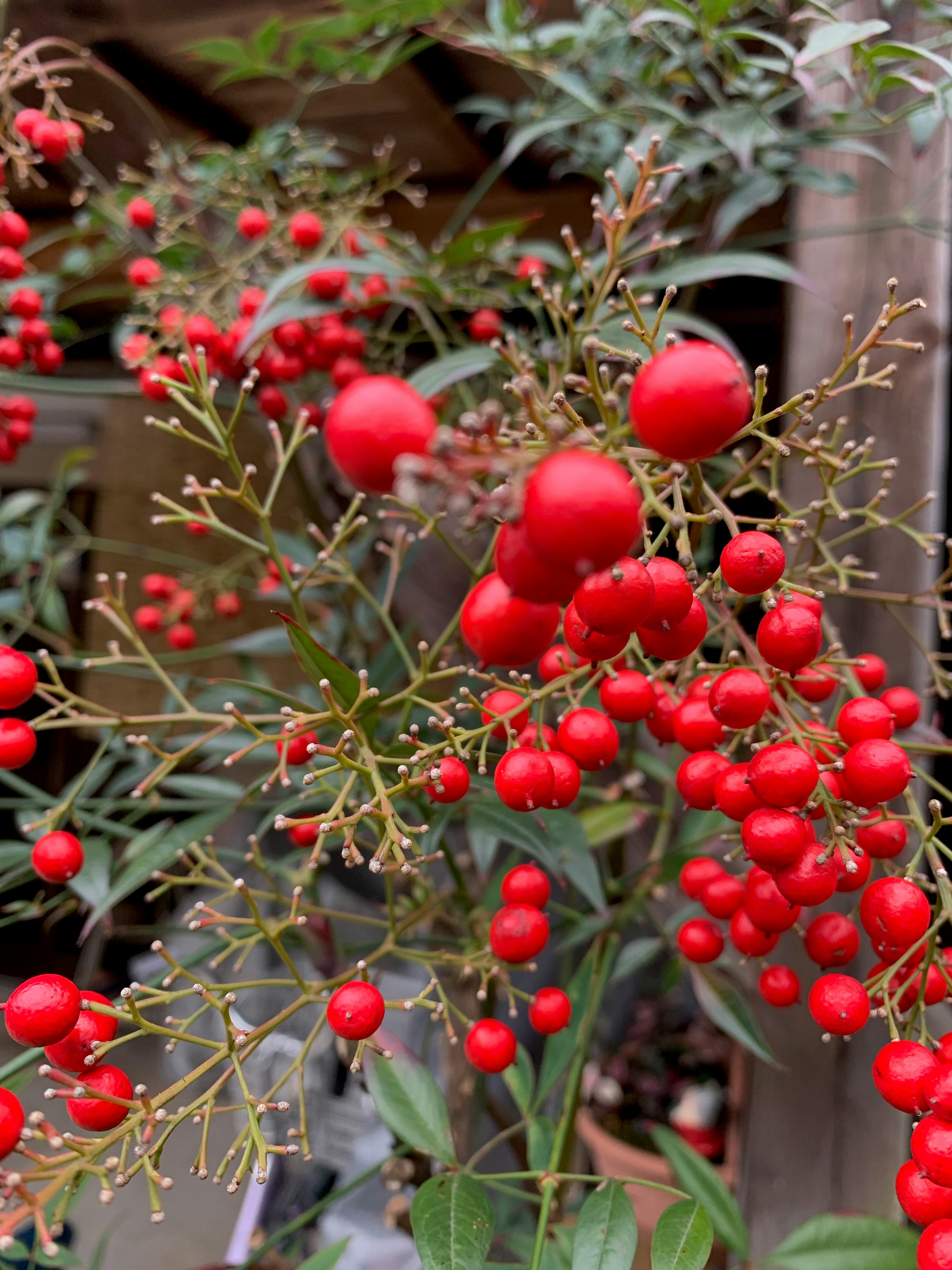 red round fruits on tree during daytime