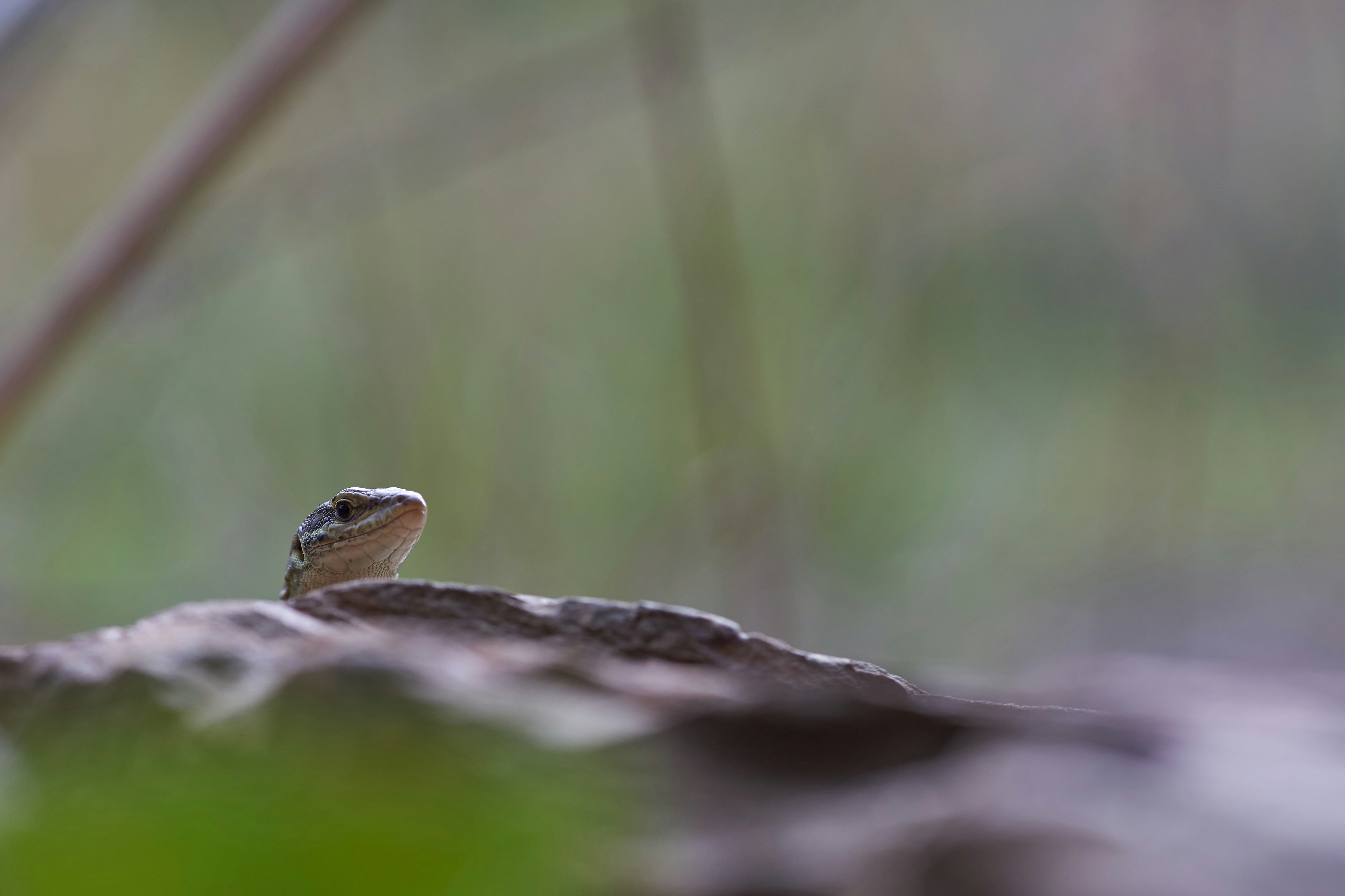 brown and black frog on brown tree branchWolfgang Hasselmann