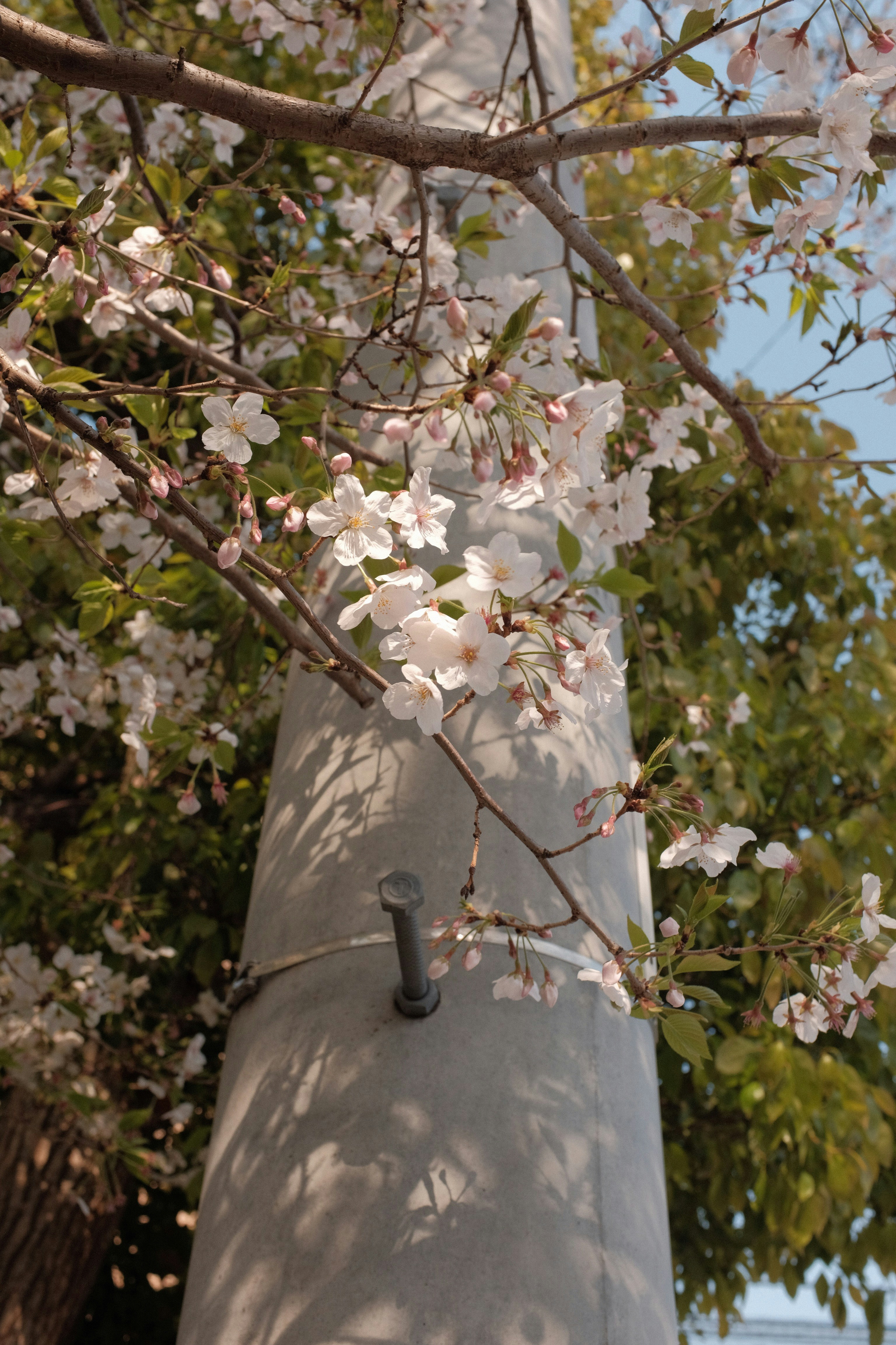 white cherry blossom tree during daytime