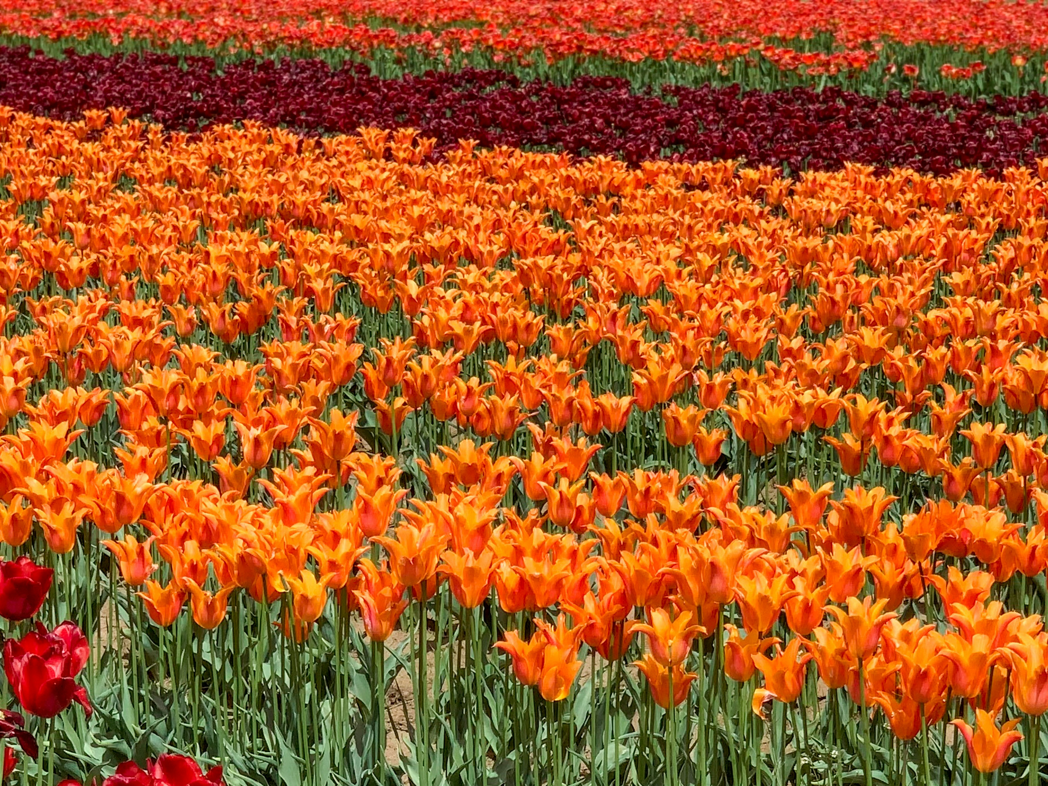 Vibrant Symphony of Tulip Rows