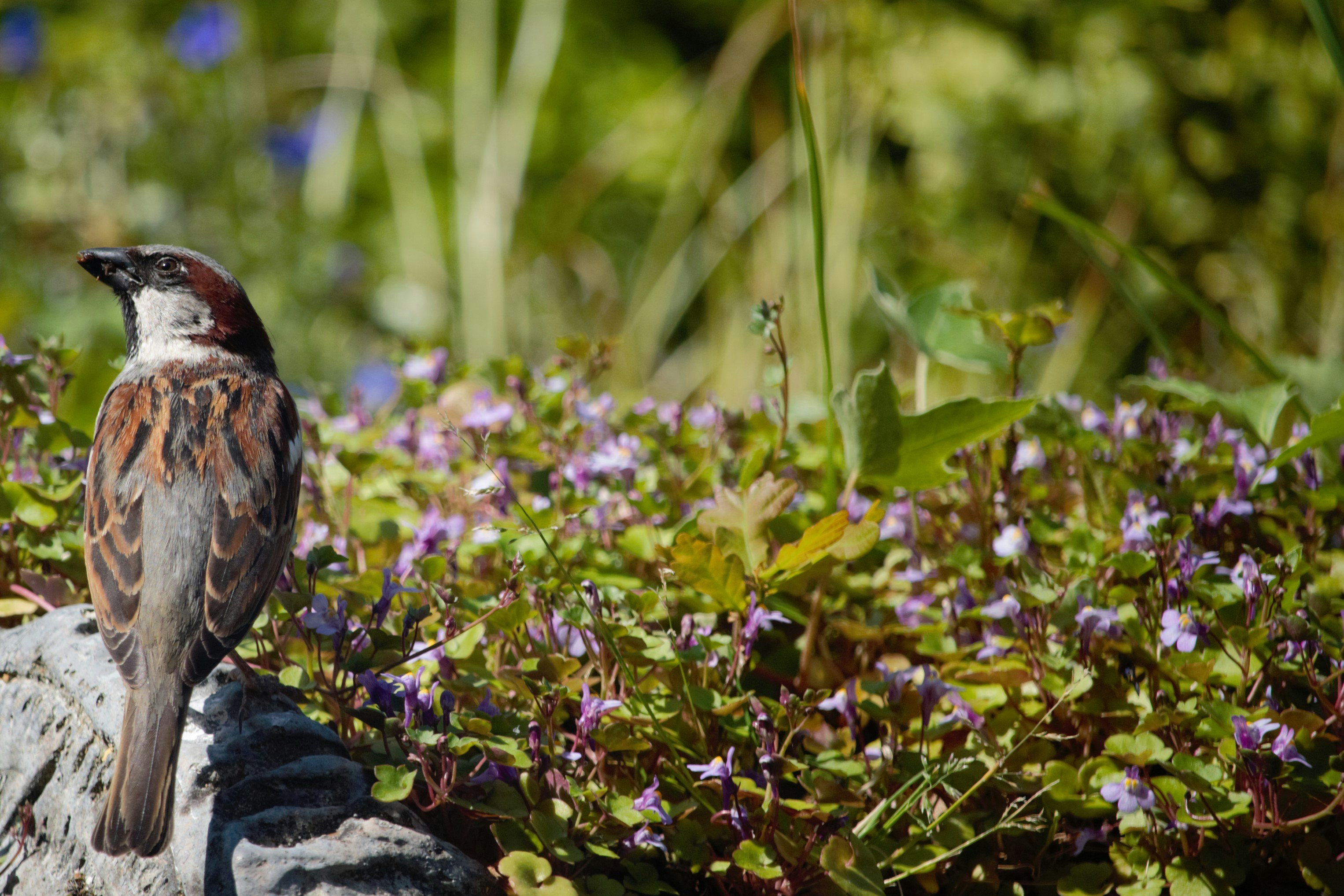 Perched Blackbird Among Purple Blooms