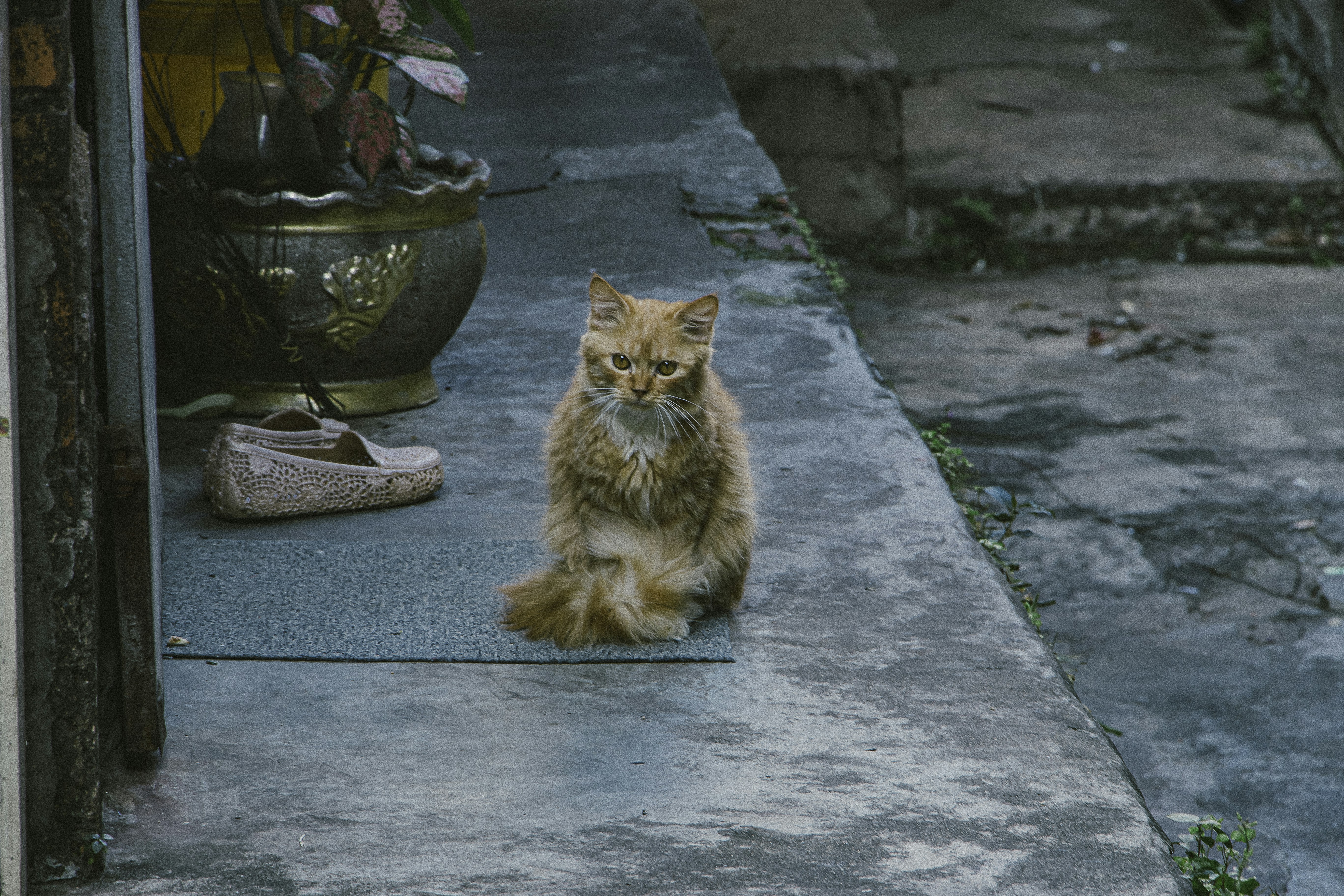 Orange tabby cat sitting on gray concrete floor photo – Free Grey Image ...