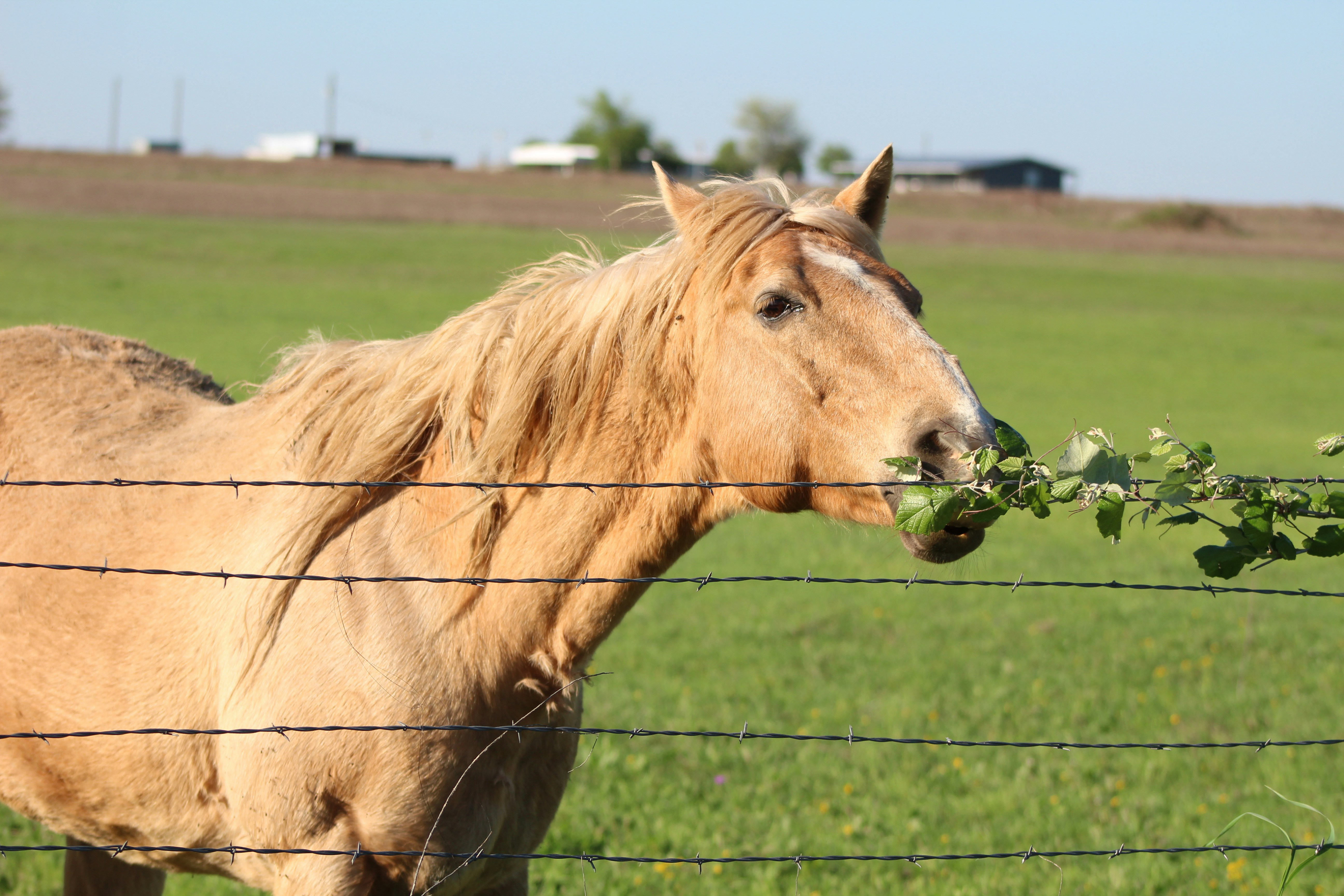 Golden Palate: A Grazing Bromide in Barley Fields