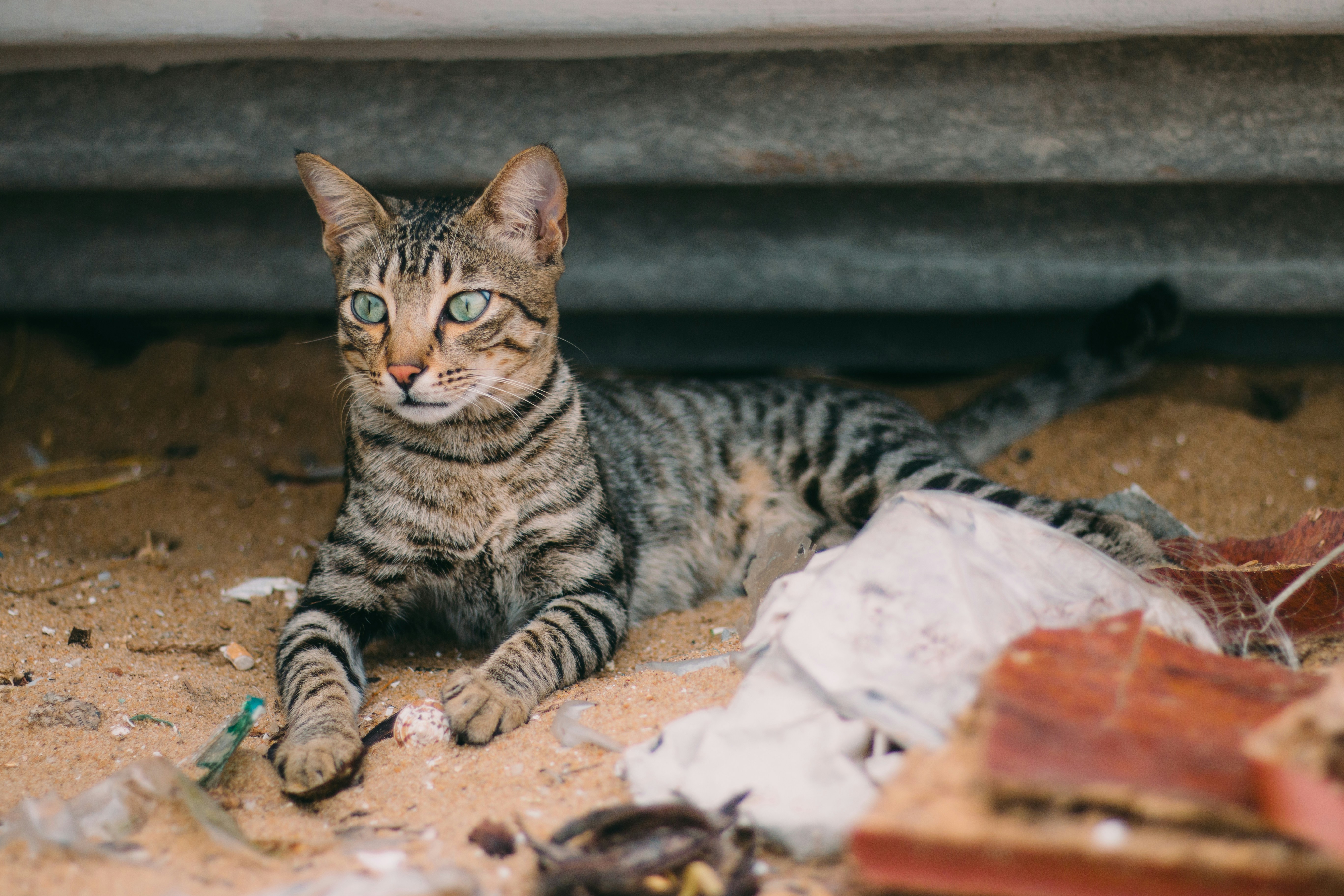 Sly Tabby Beneath the Industrial Shade