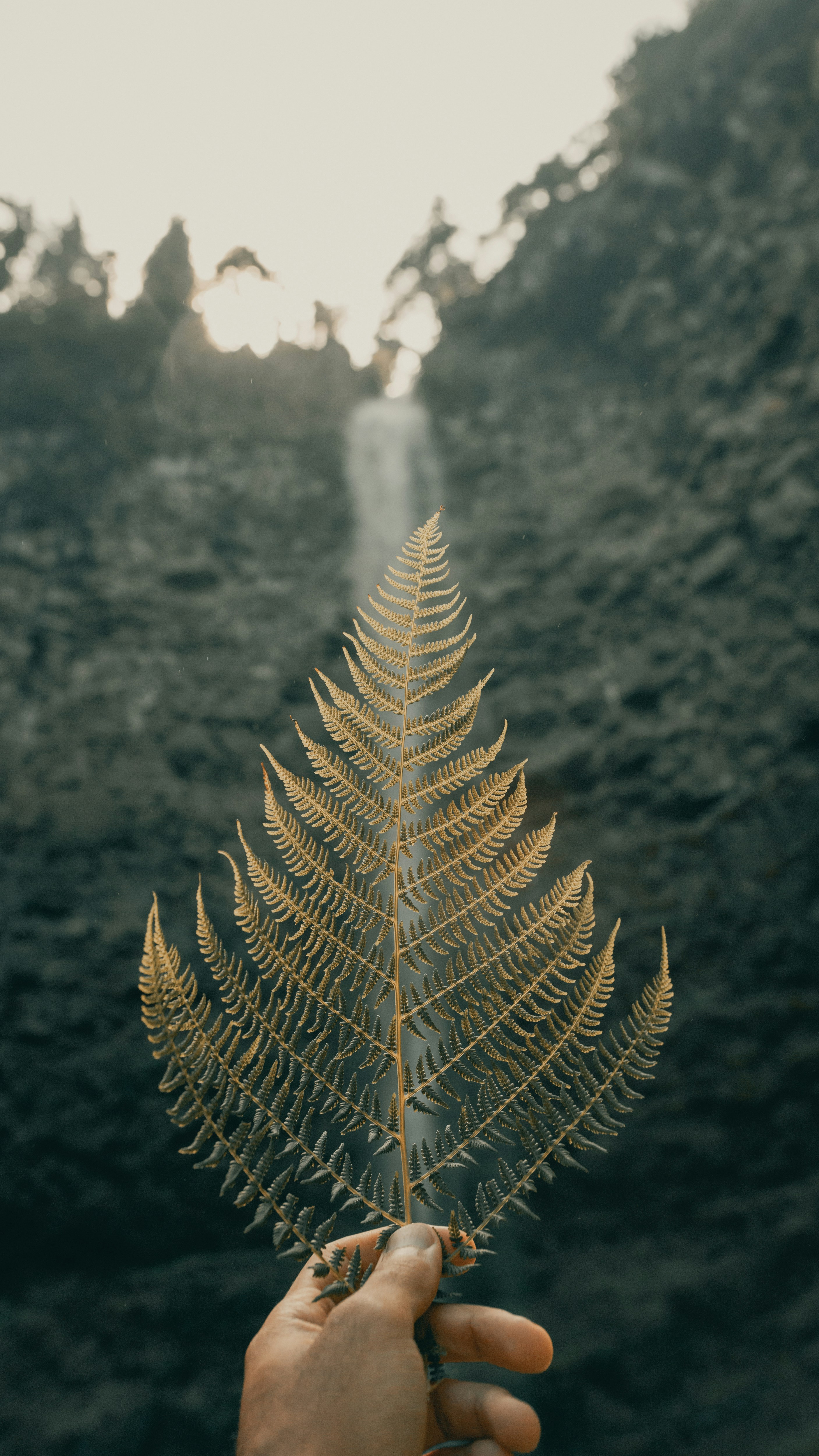 Dried fern held against a dramatic rocky backdrop with a waterfall in the distance. The composition highlights the contrast between the fragile plant and the rugged landscape.