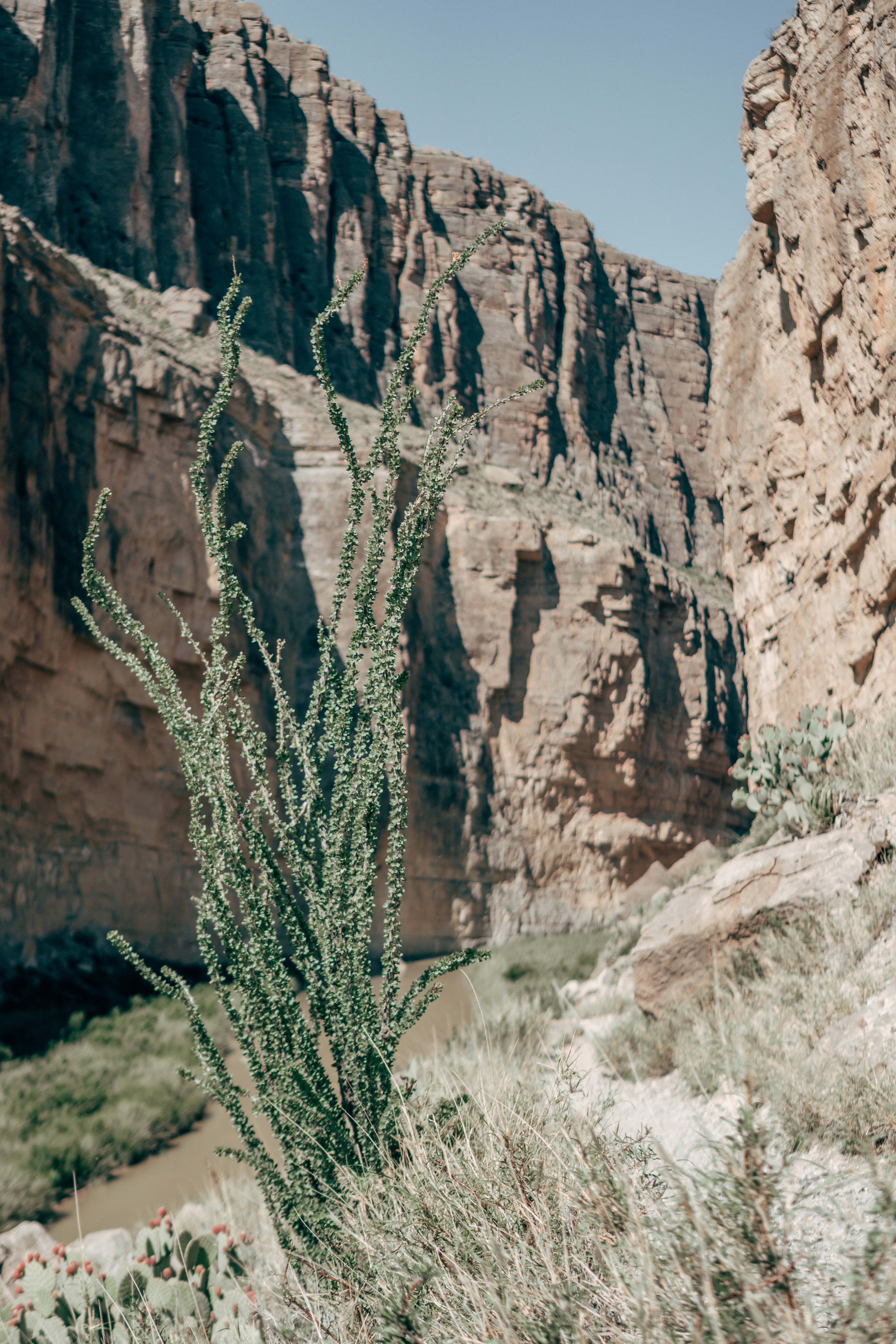 Verdant Ocotillo Against Desert Canyon Walls