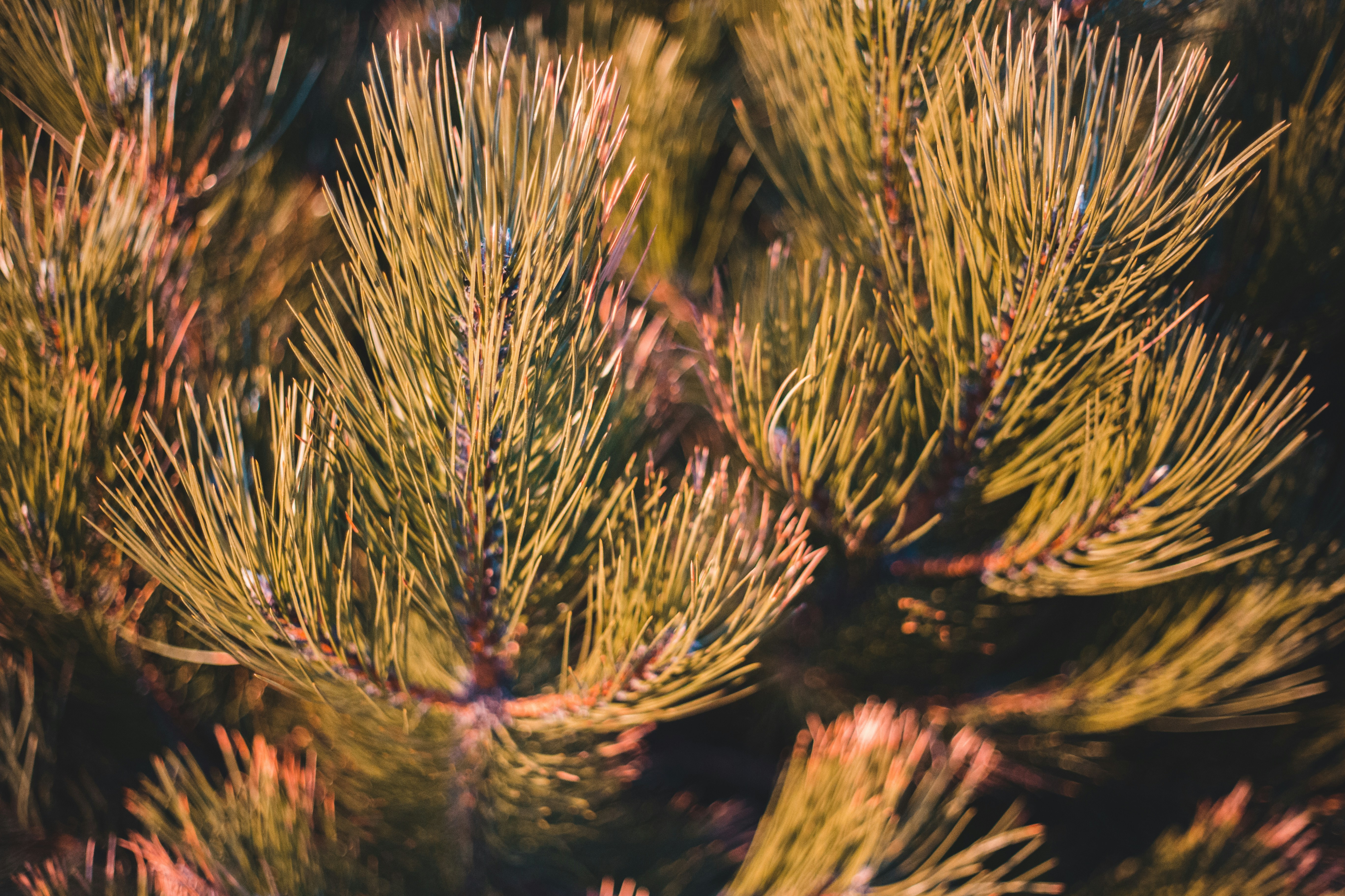 Green and brown pine tree photo – Free Brown Image on Unsplash