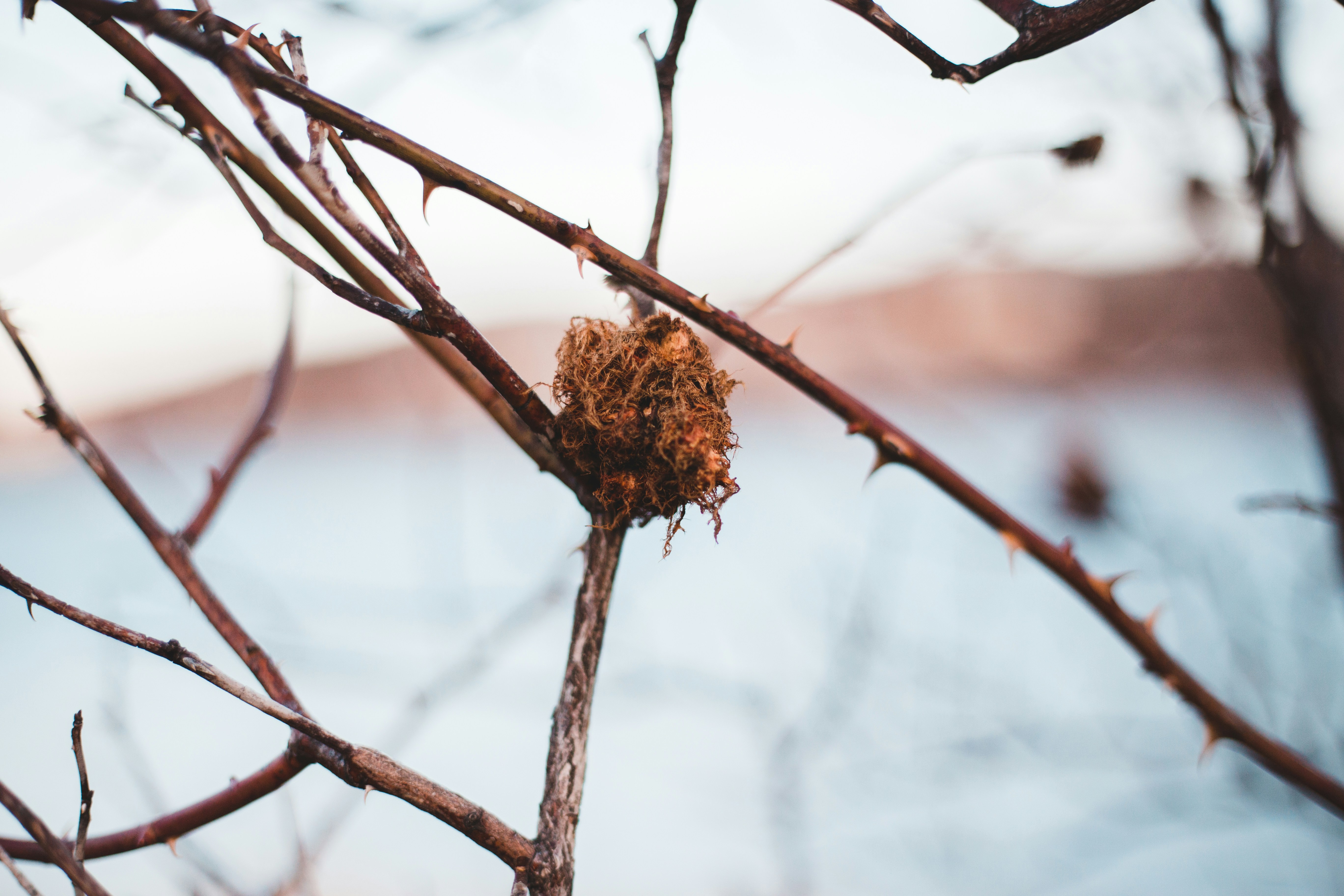 Thorned Anchor: A mossy bud clinging to winter branches