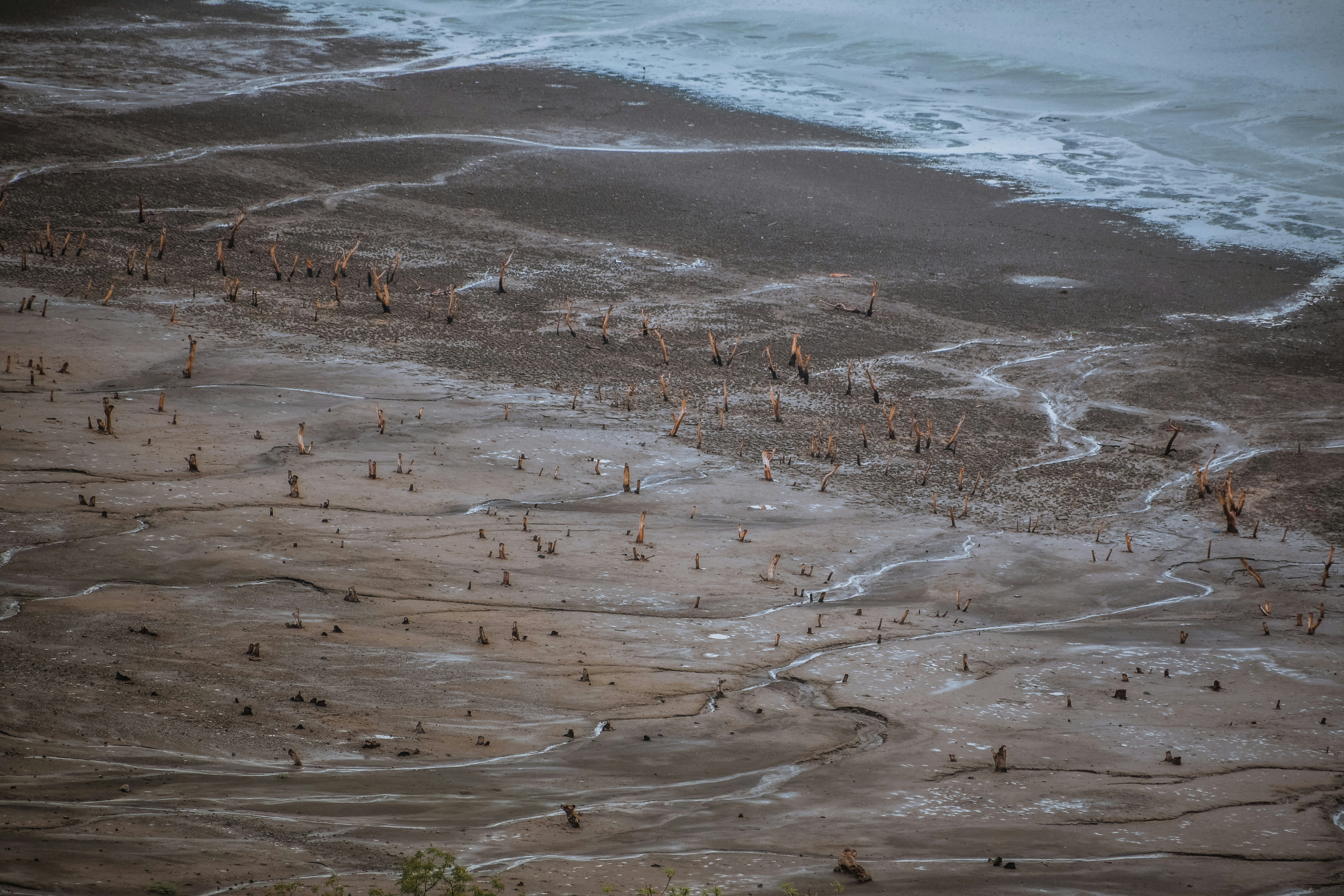 Low Tide Geometry: Reeds Across a Mudflat