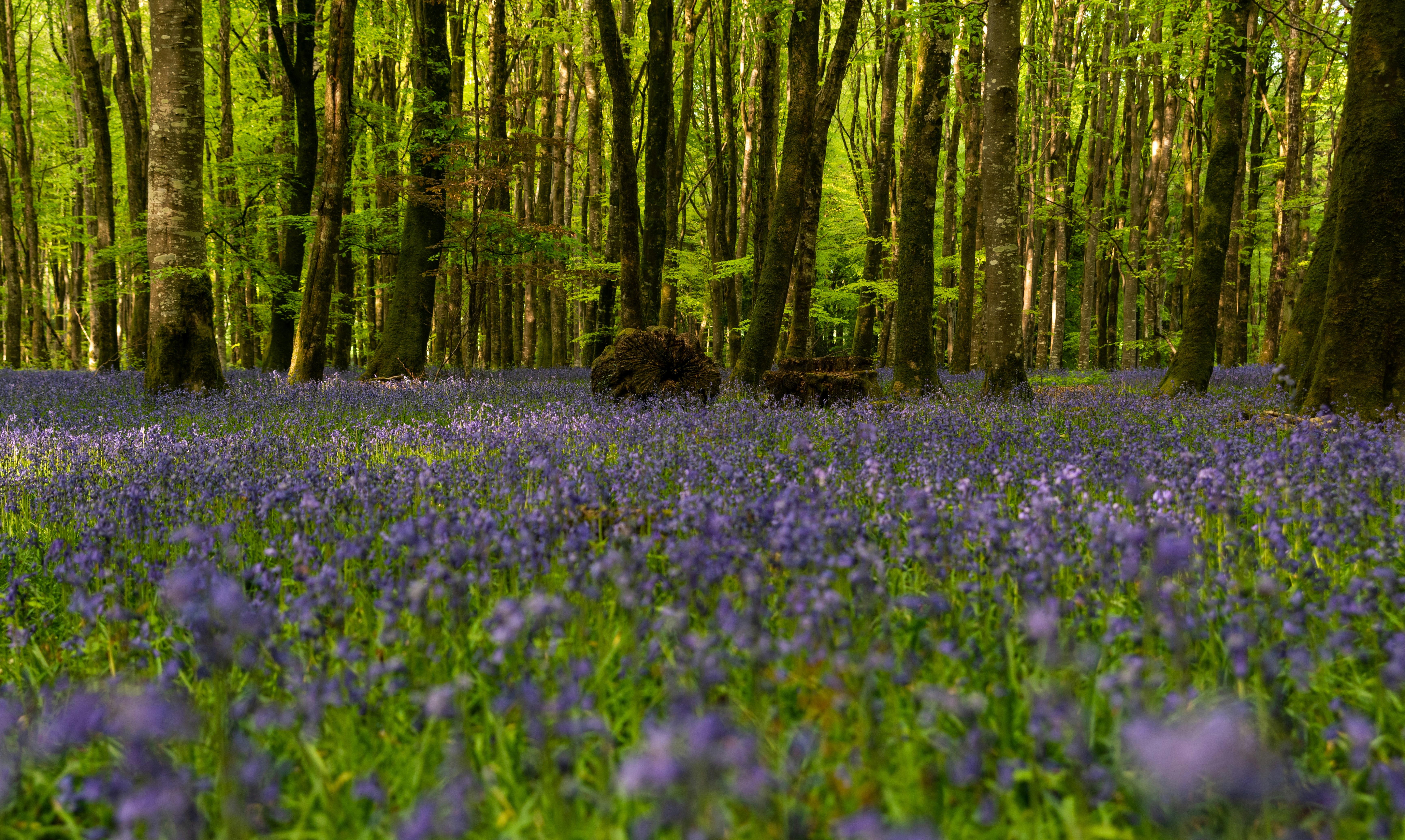 A vibrant carpet of bluebells stretches across the forest floor, surrounded by lush green trees, creating a serene woodland scene.