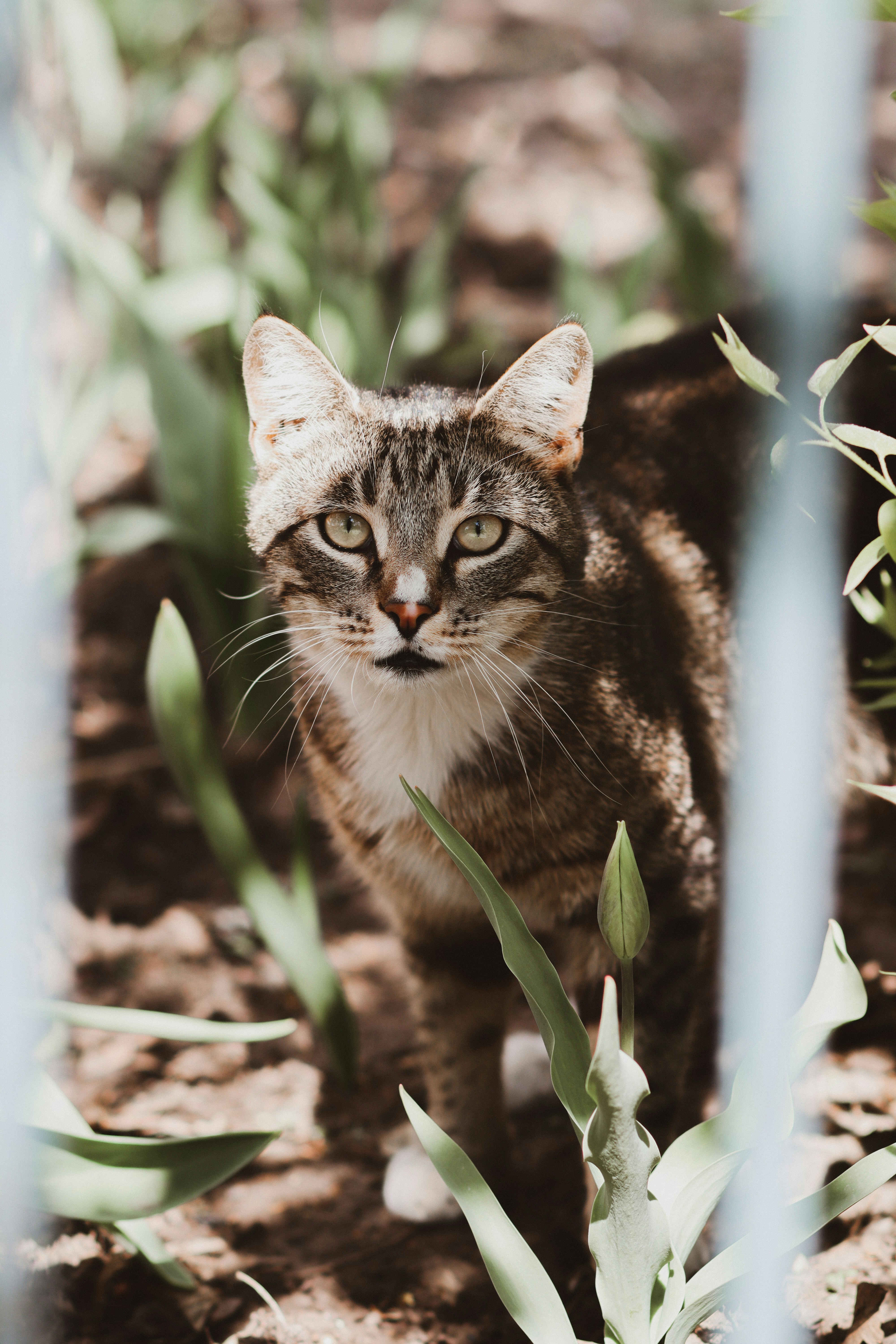 Dusty Brown Cat