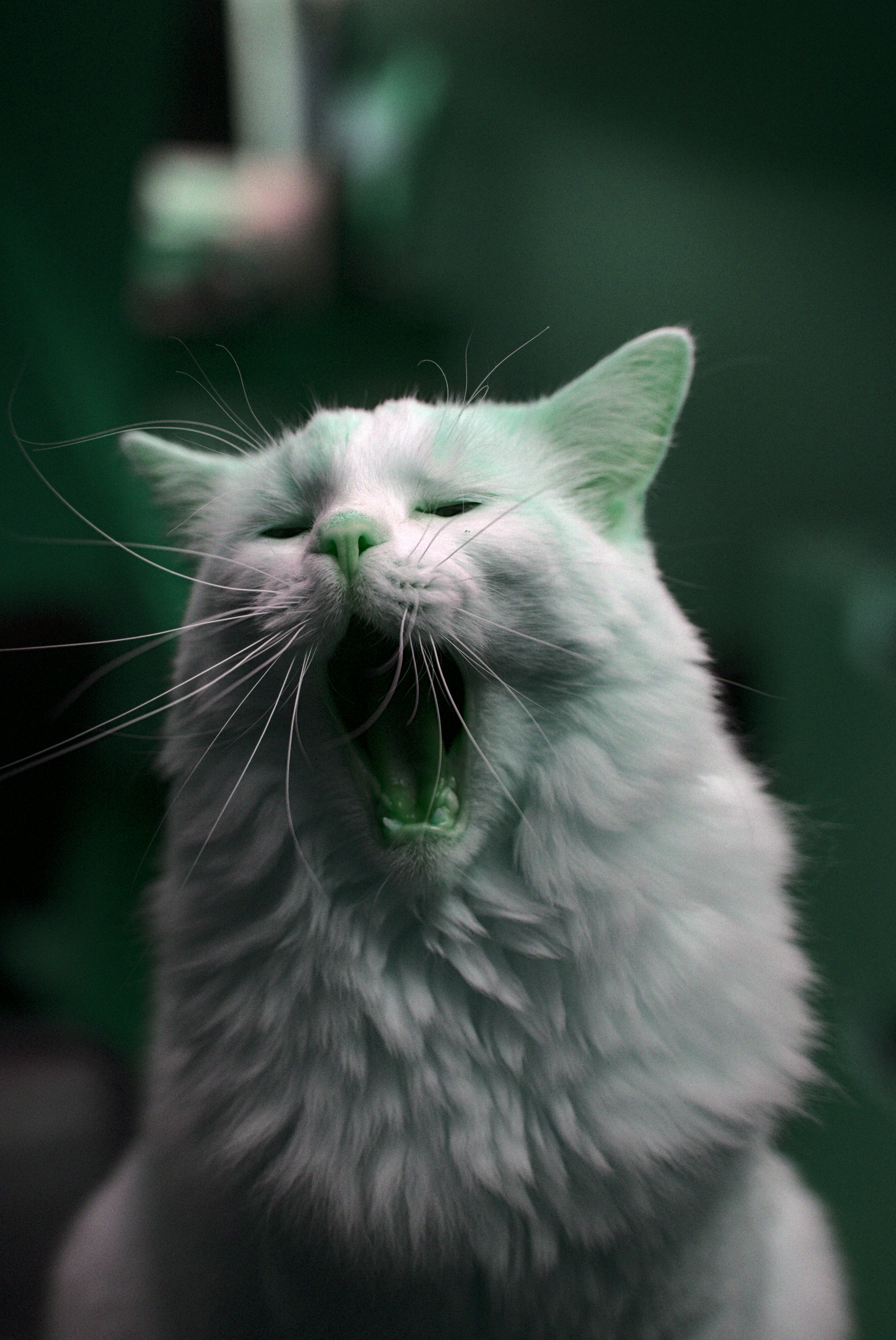 Cat Yawning Pictures | Download Free Images on Unsplash
