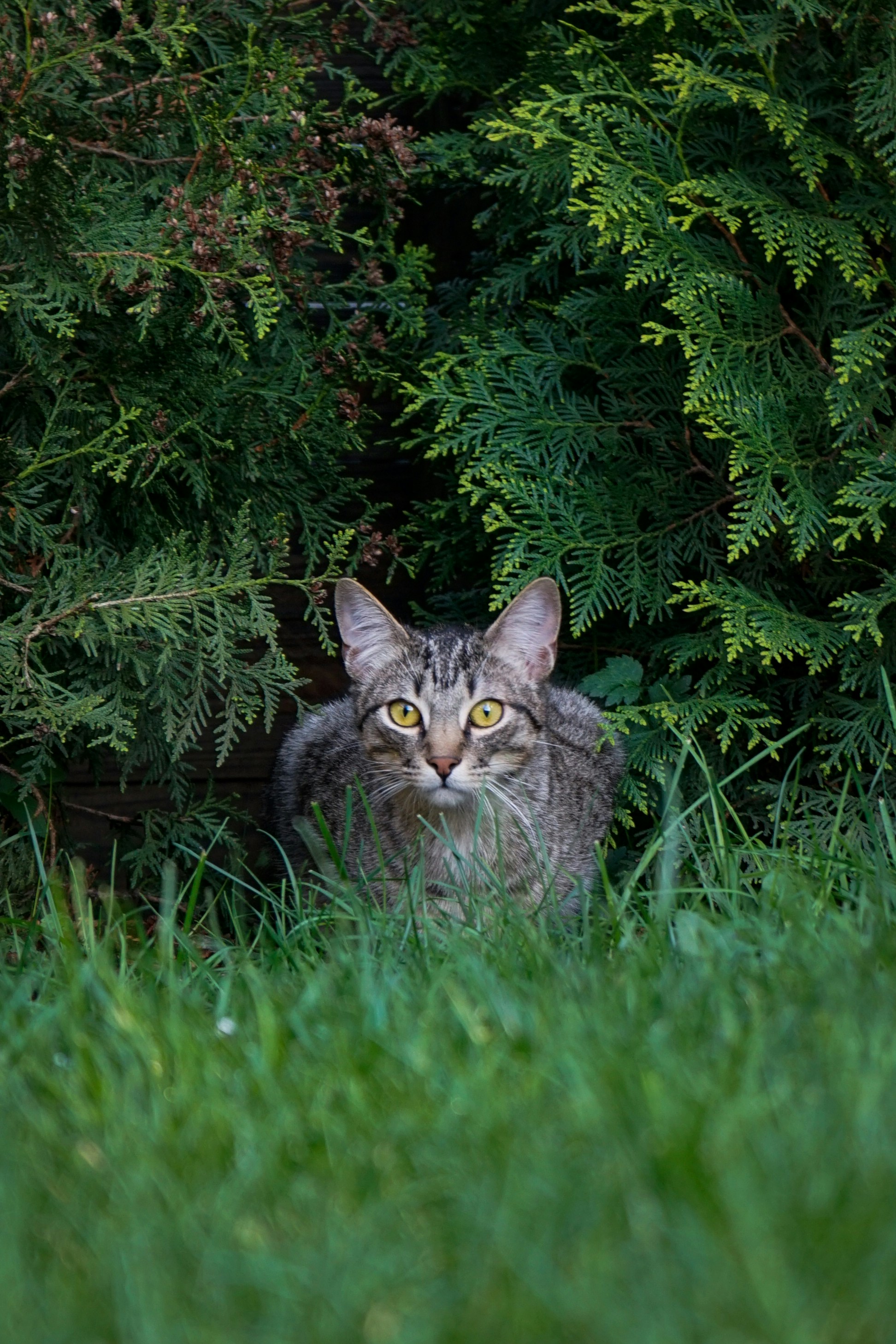Gaze Through the Greens: A Cat Nestled in the Hedge