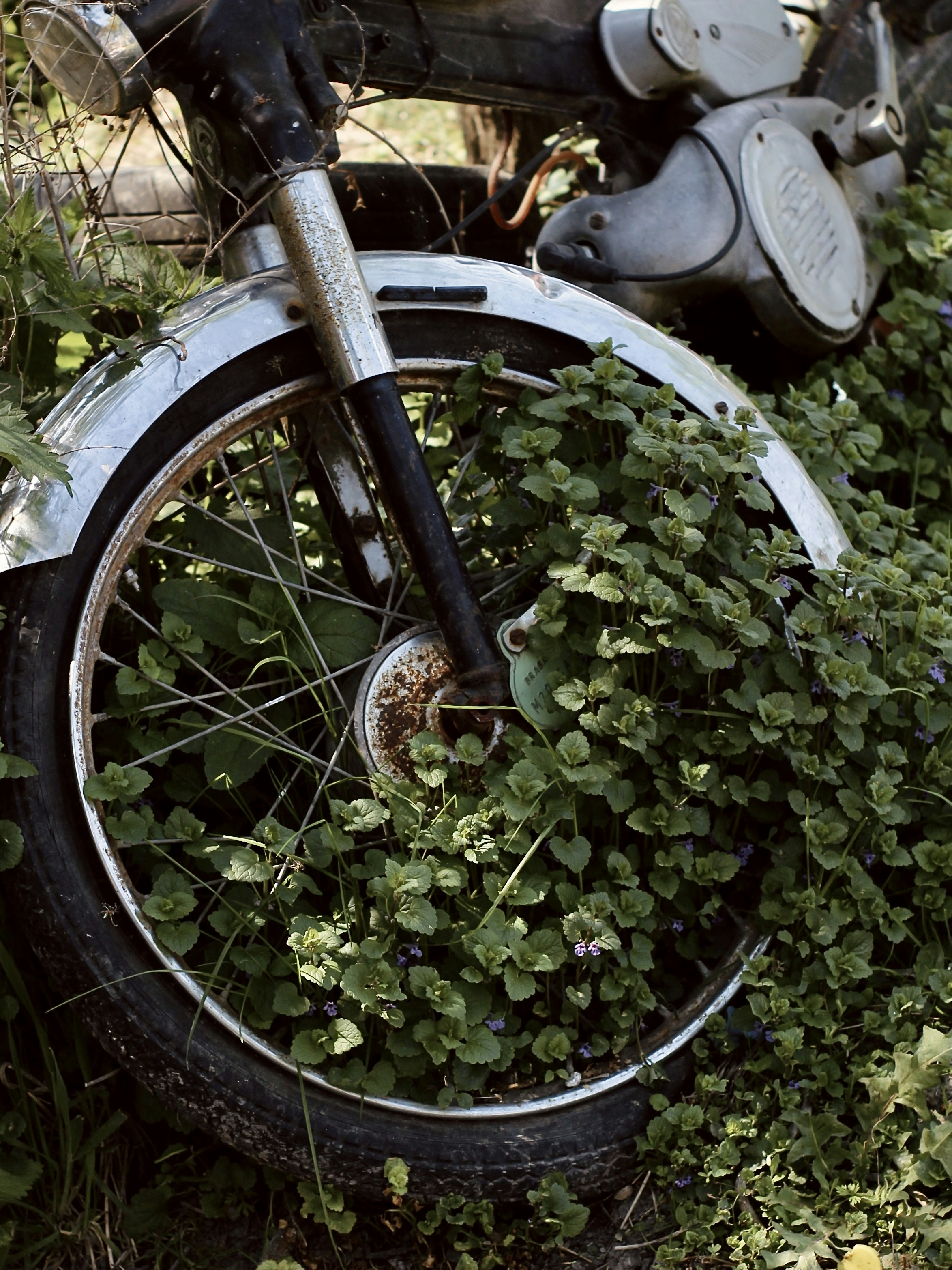 Overgrown Reliquary: Abandoned motorcycle swallowed by ivy