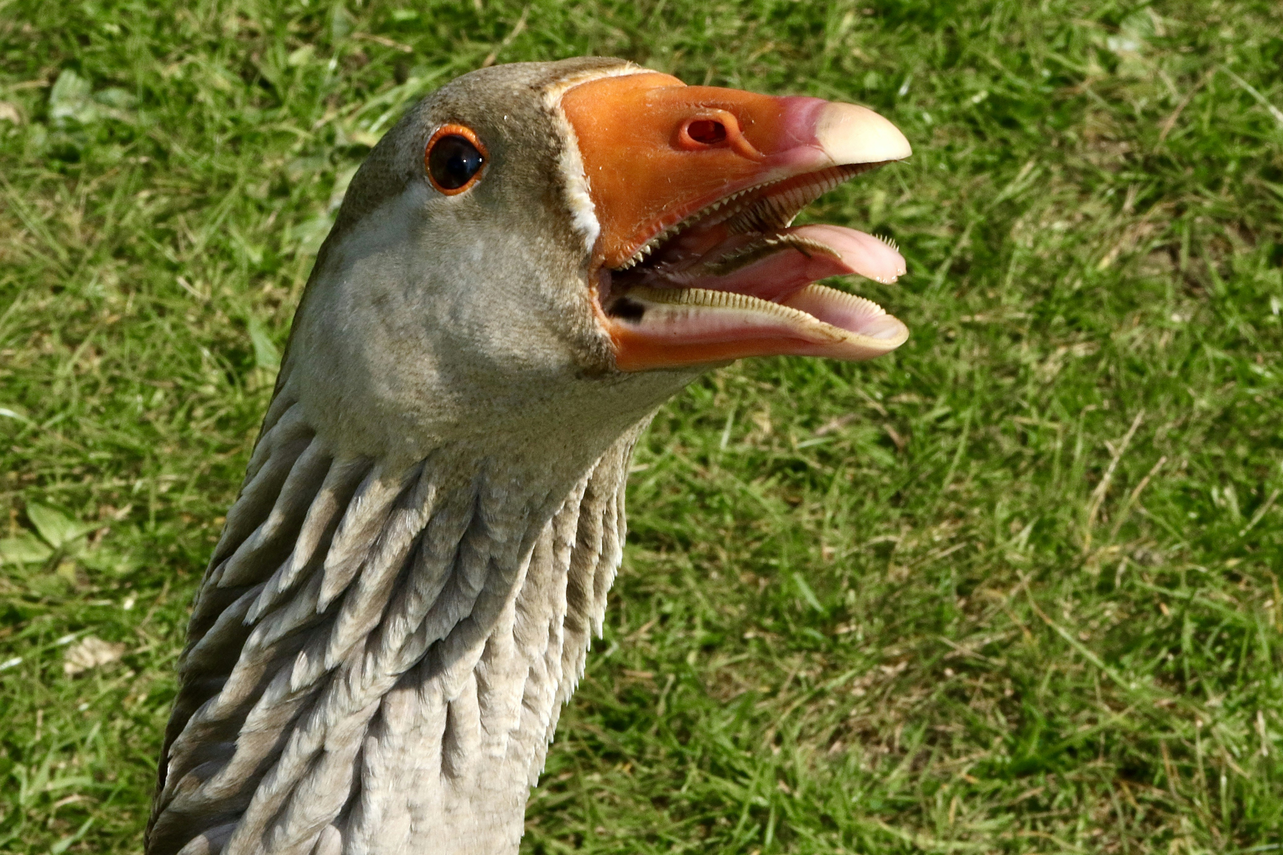 Beak in Focus: A Goose's Expressive Close-Up Portrait