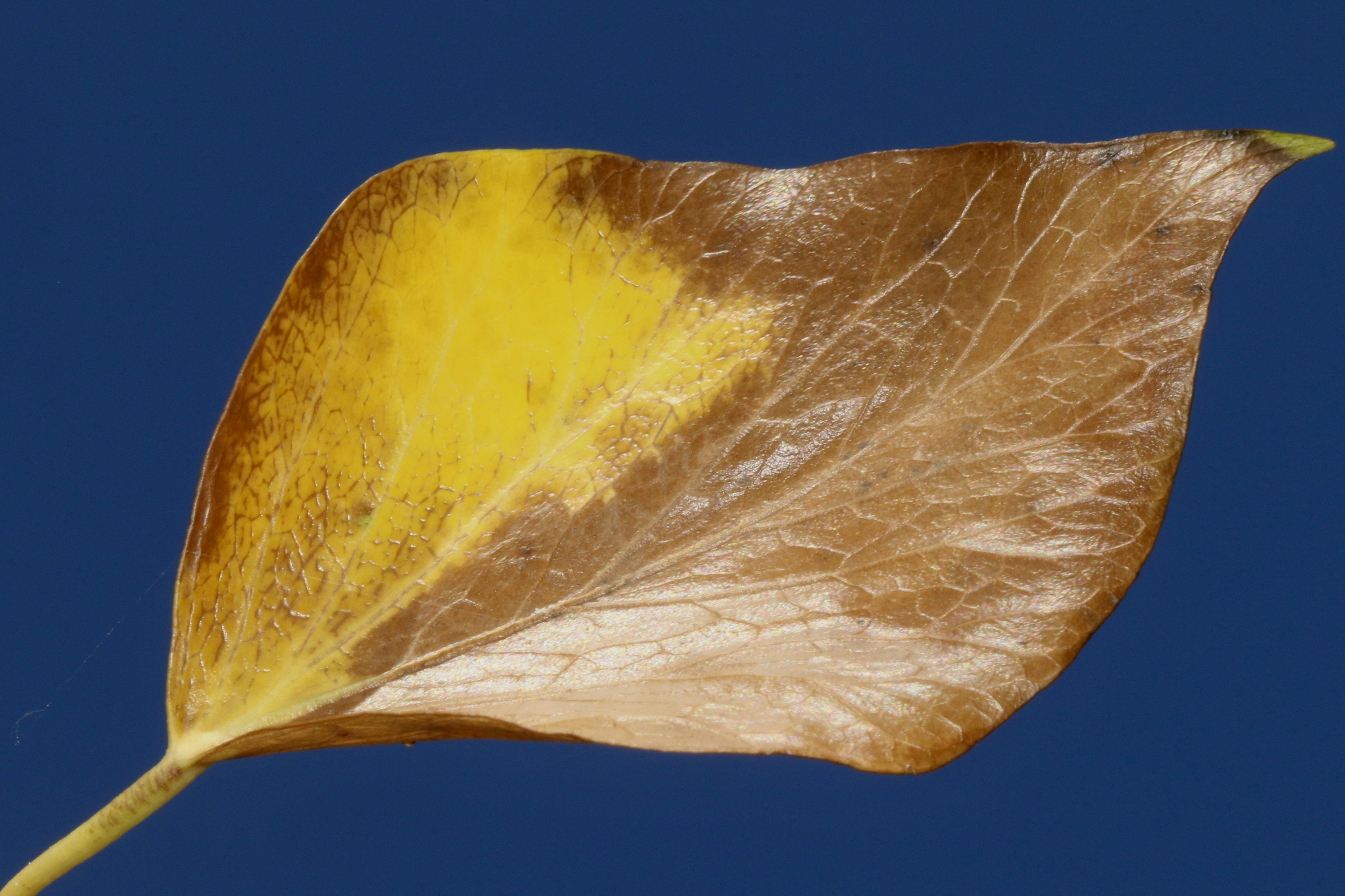 A close-up of a leaf showcasing vibrant yellow and brown hues against a deep blue background, highlighting the intricate textures and patterns of nature's transition.