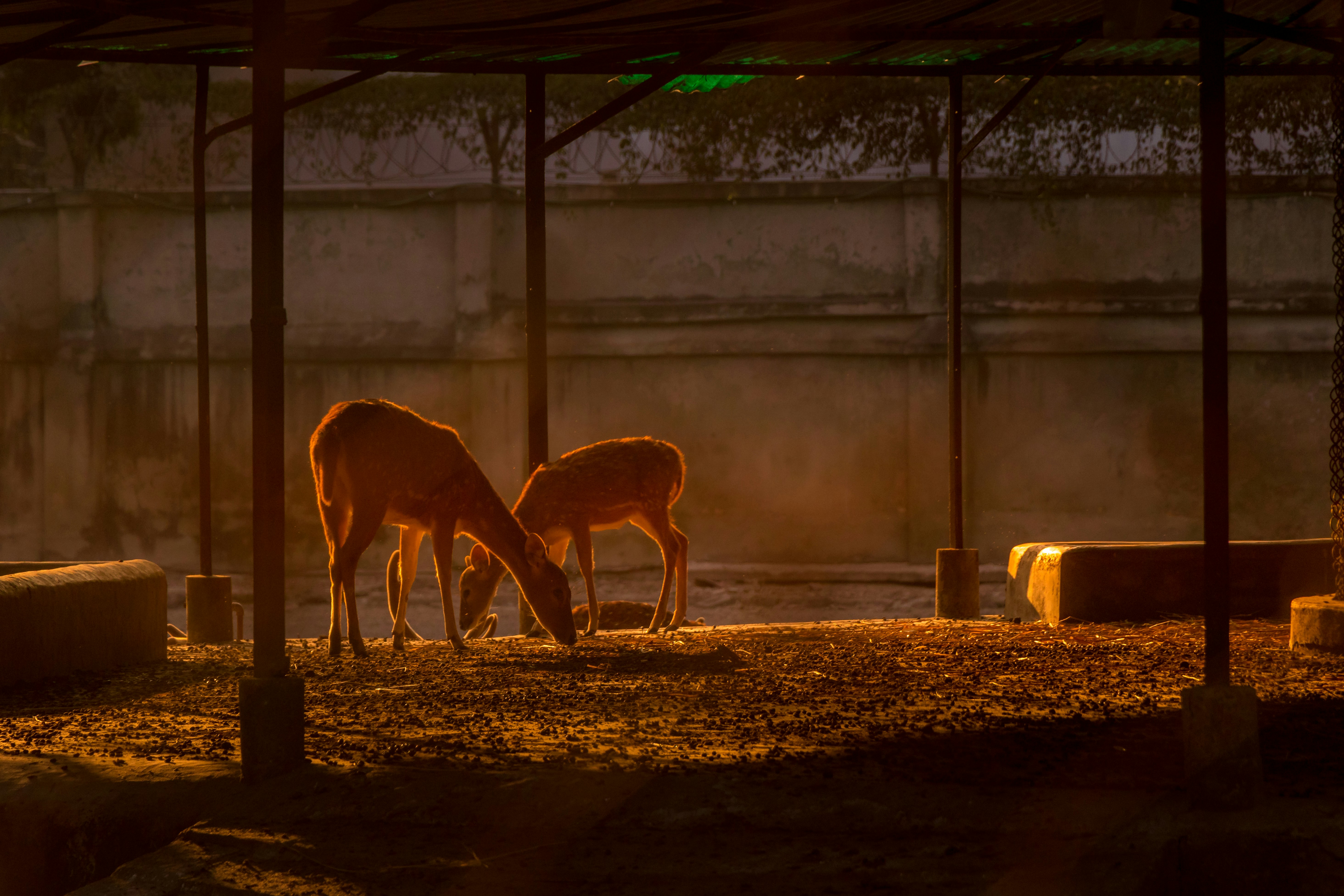 Amber Dusk: Two Deer Grazing Beneath a Shelter