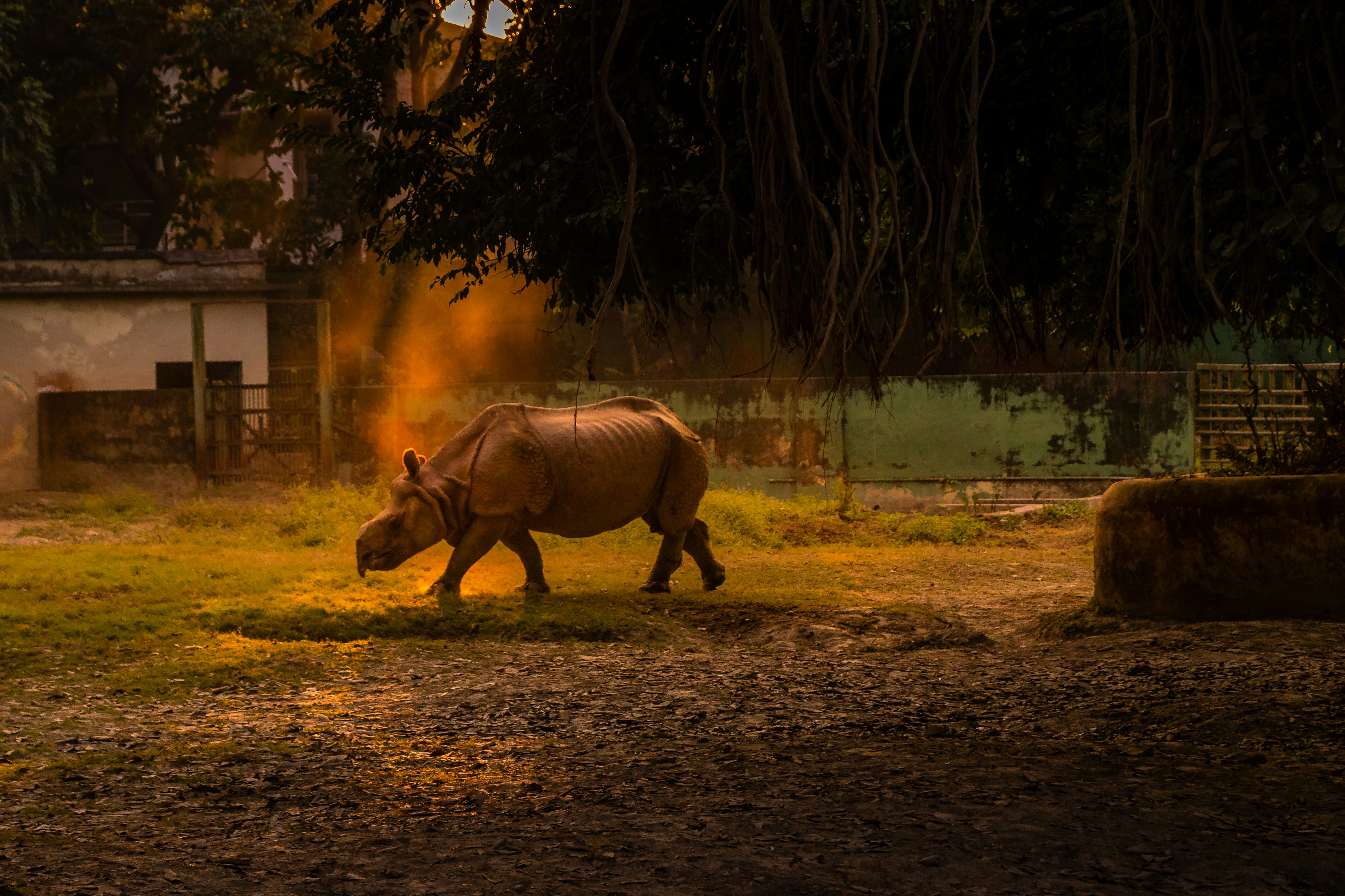 Low-Profile Rhino on Dusty Ground with Warm Backlight