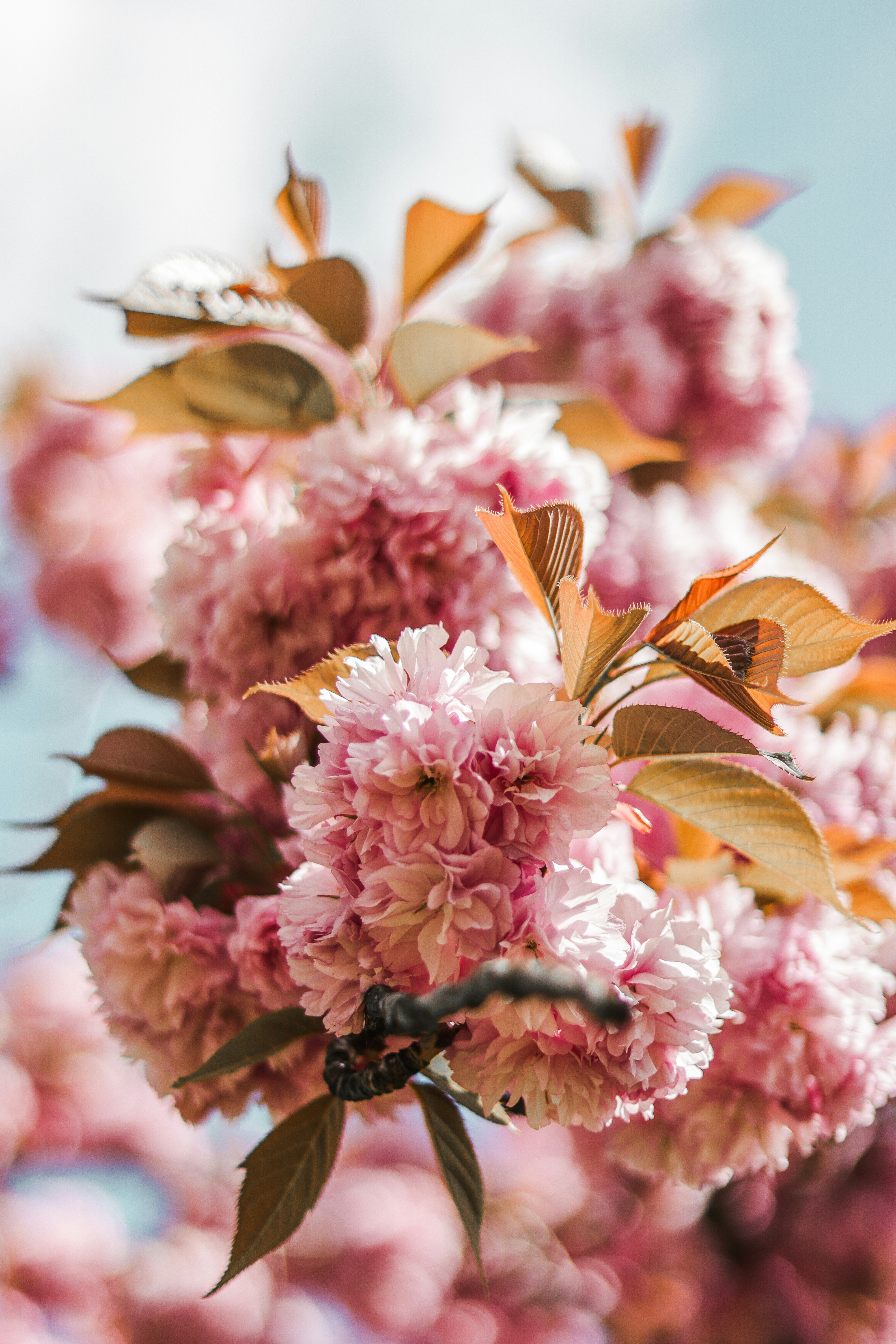 Blush Cascade: Spring Blossoms Blooming in Soft Focus
