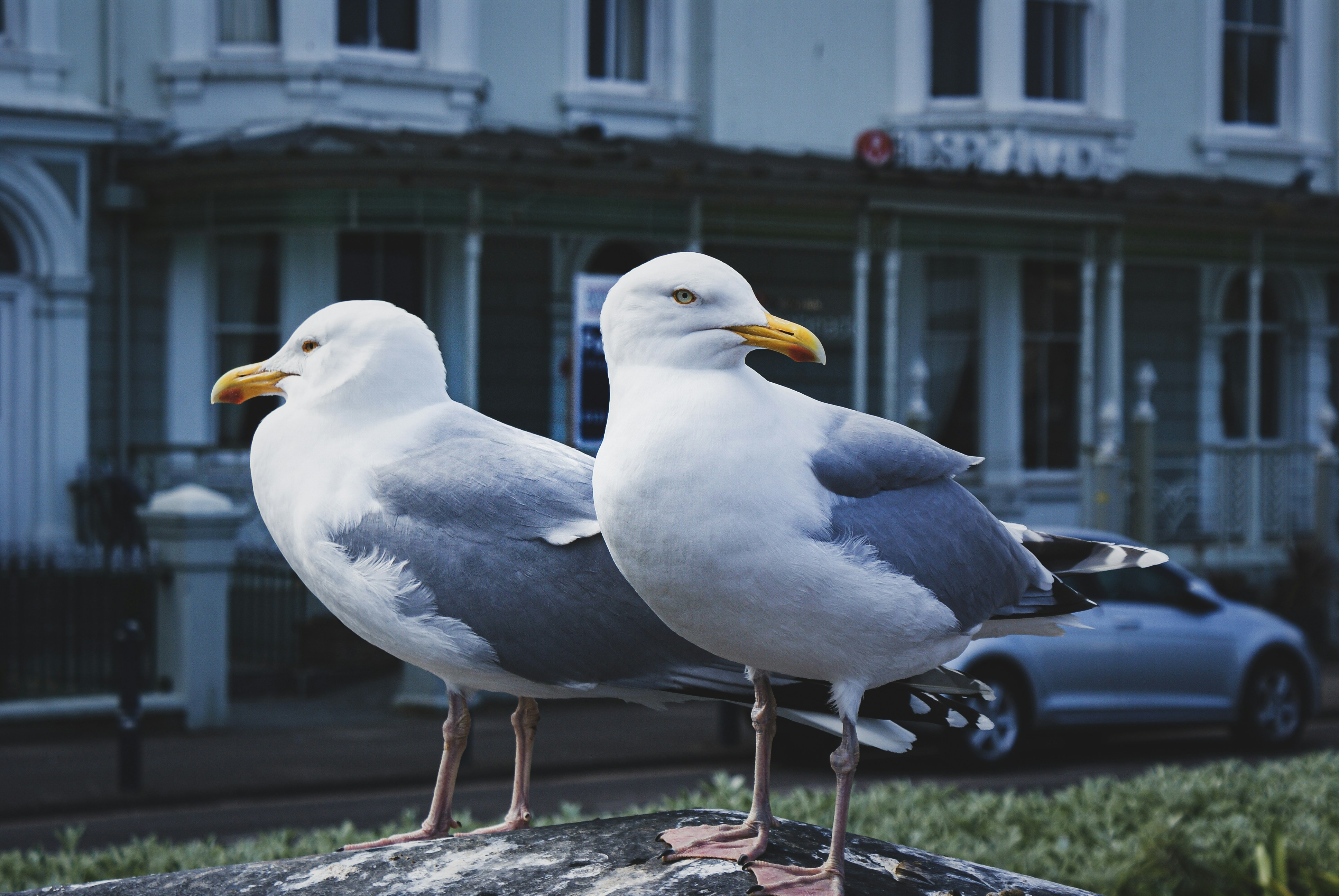 Two seagulls perched prominently on a rock, surveying their surroundings against a backdrop of urban architecture.