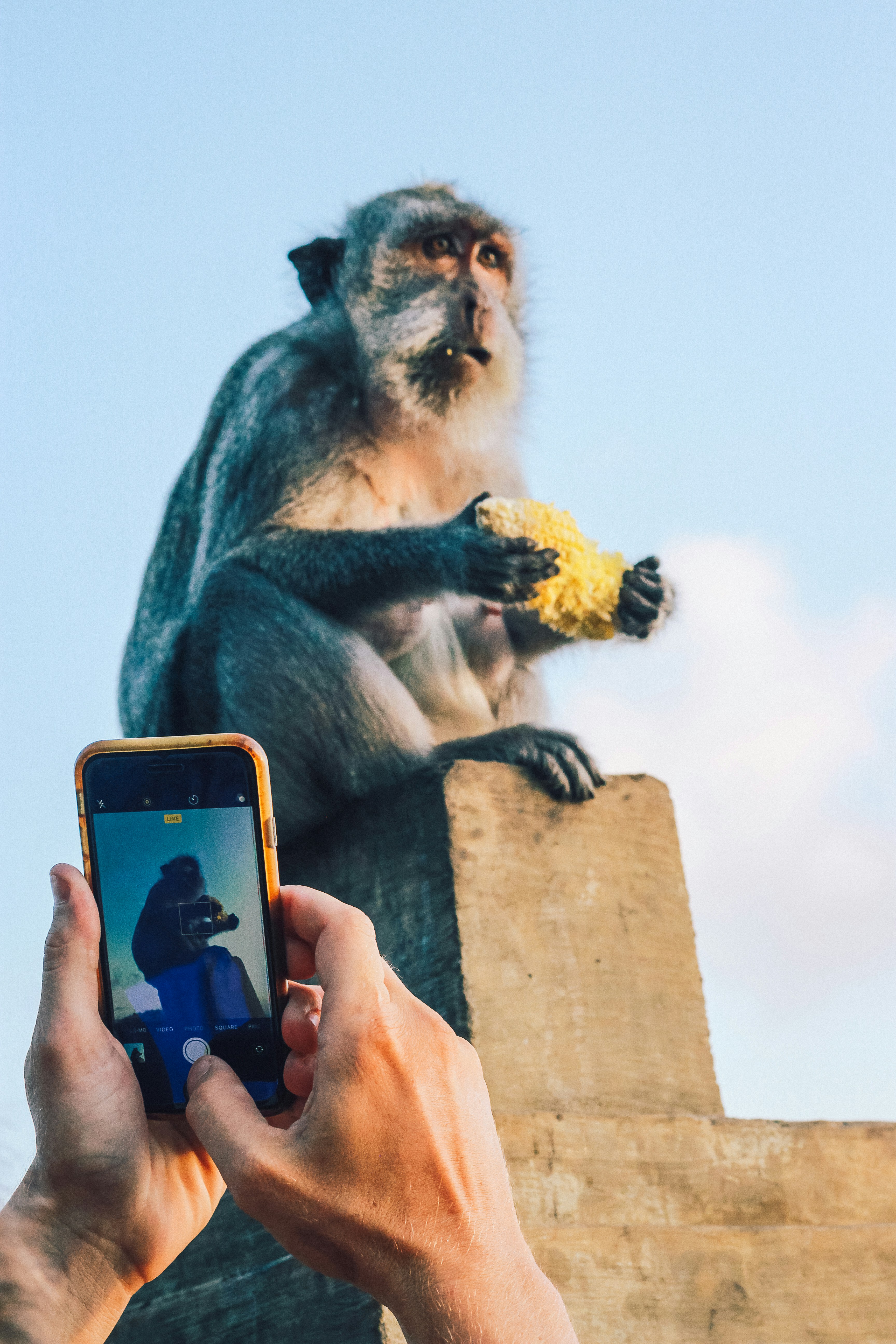 Curious Capuchin Accepts a Golden Snack