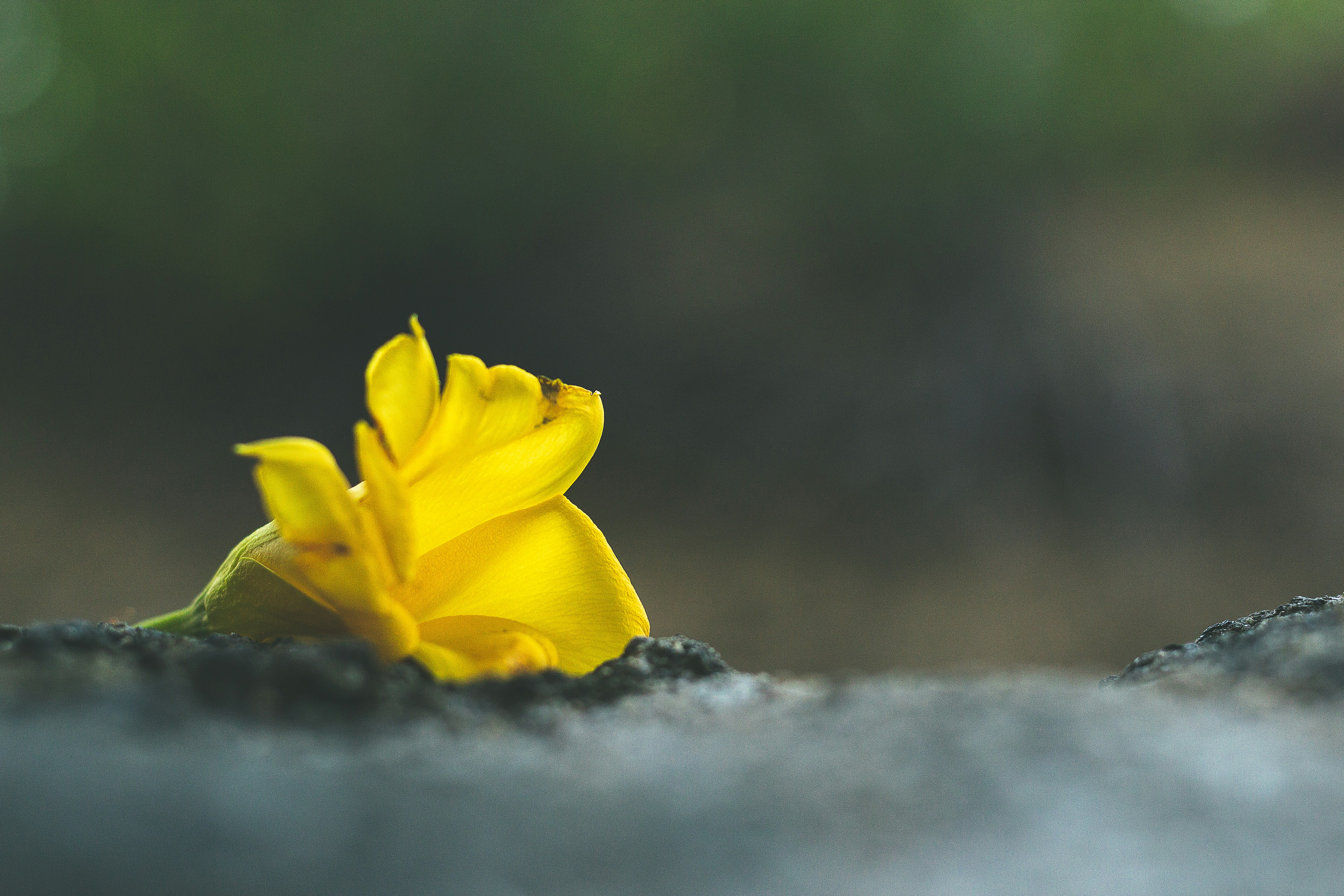 Yellow Resilience: A Lone Bloom at the Edge of Soft Focus