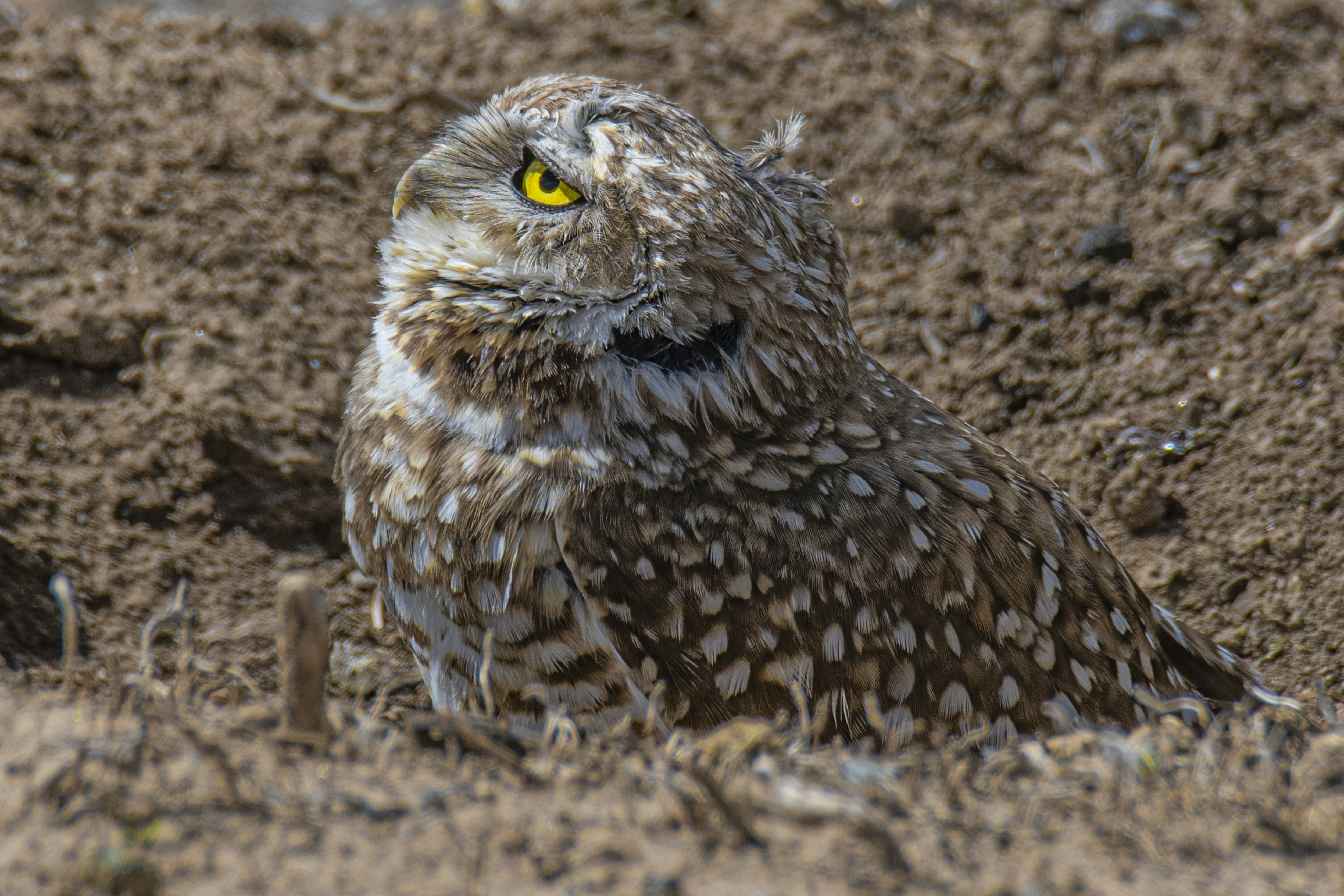 A burrowing owl perched near its nest, showcasing its distinctive plumage and bright yellow eyes. The earthy background highlights its natural habitat.
