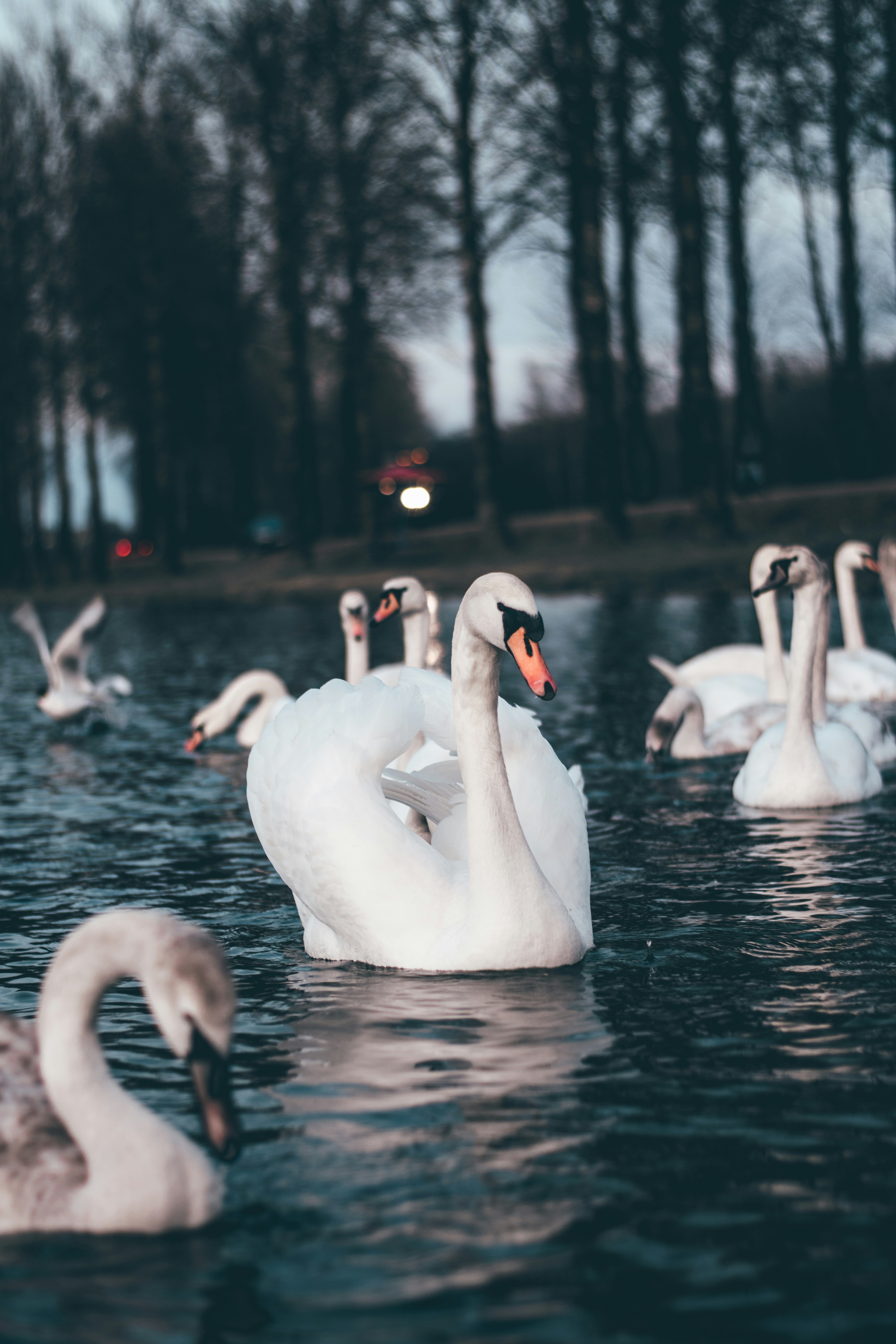 Dusk on the Lake: Swans in Quiet Convergence