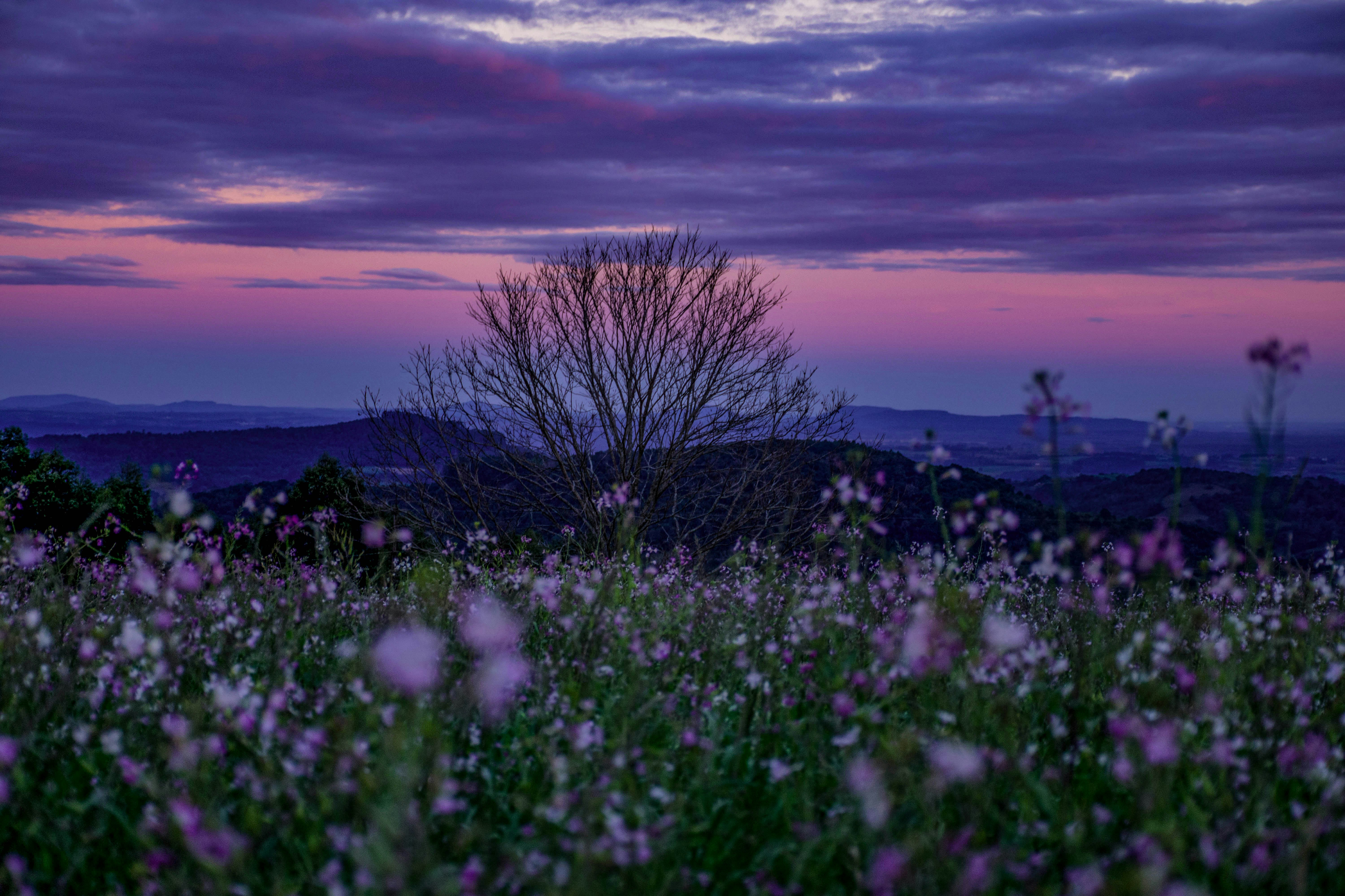 #landscape | green grass field during sunset