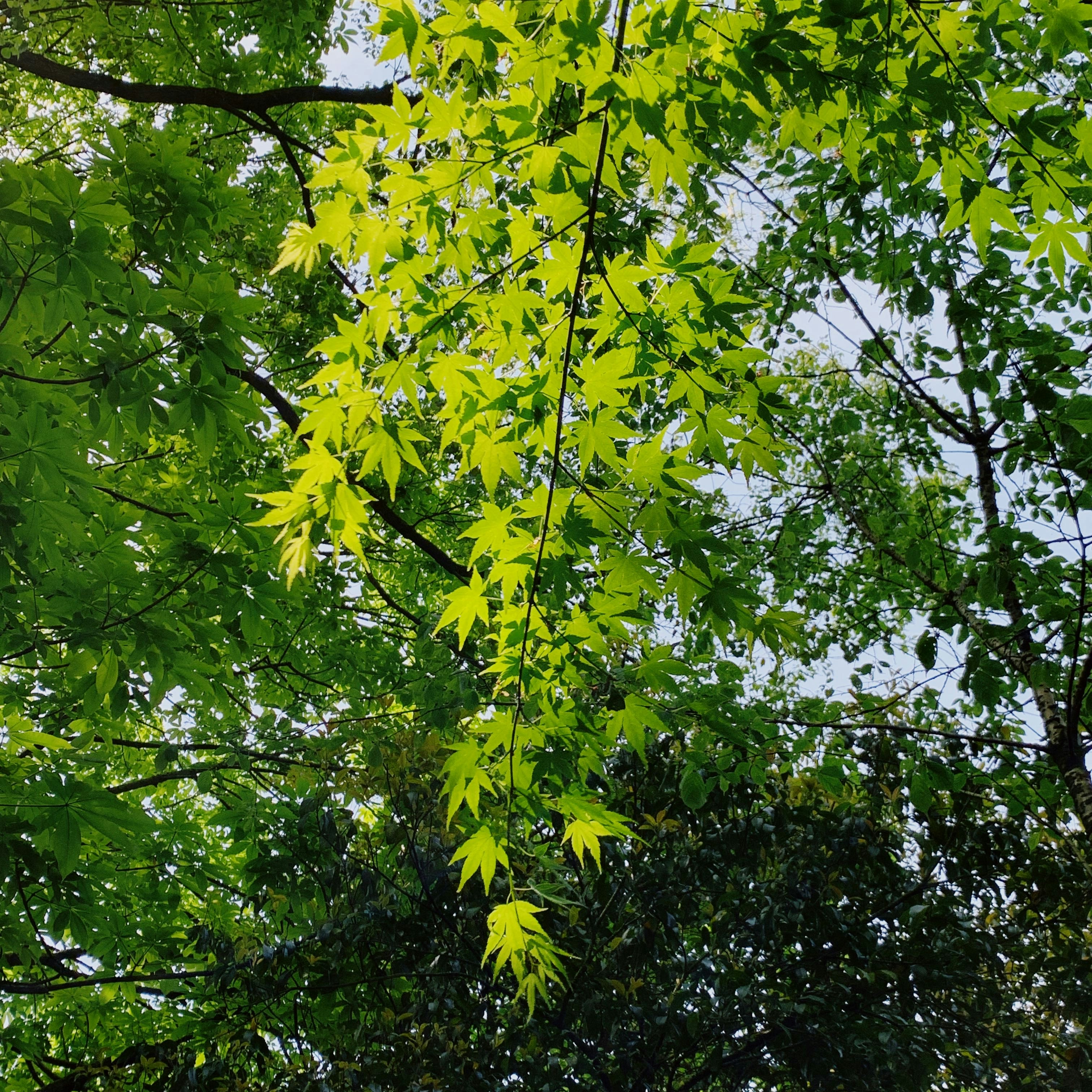 green leaf tree during daytime