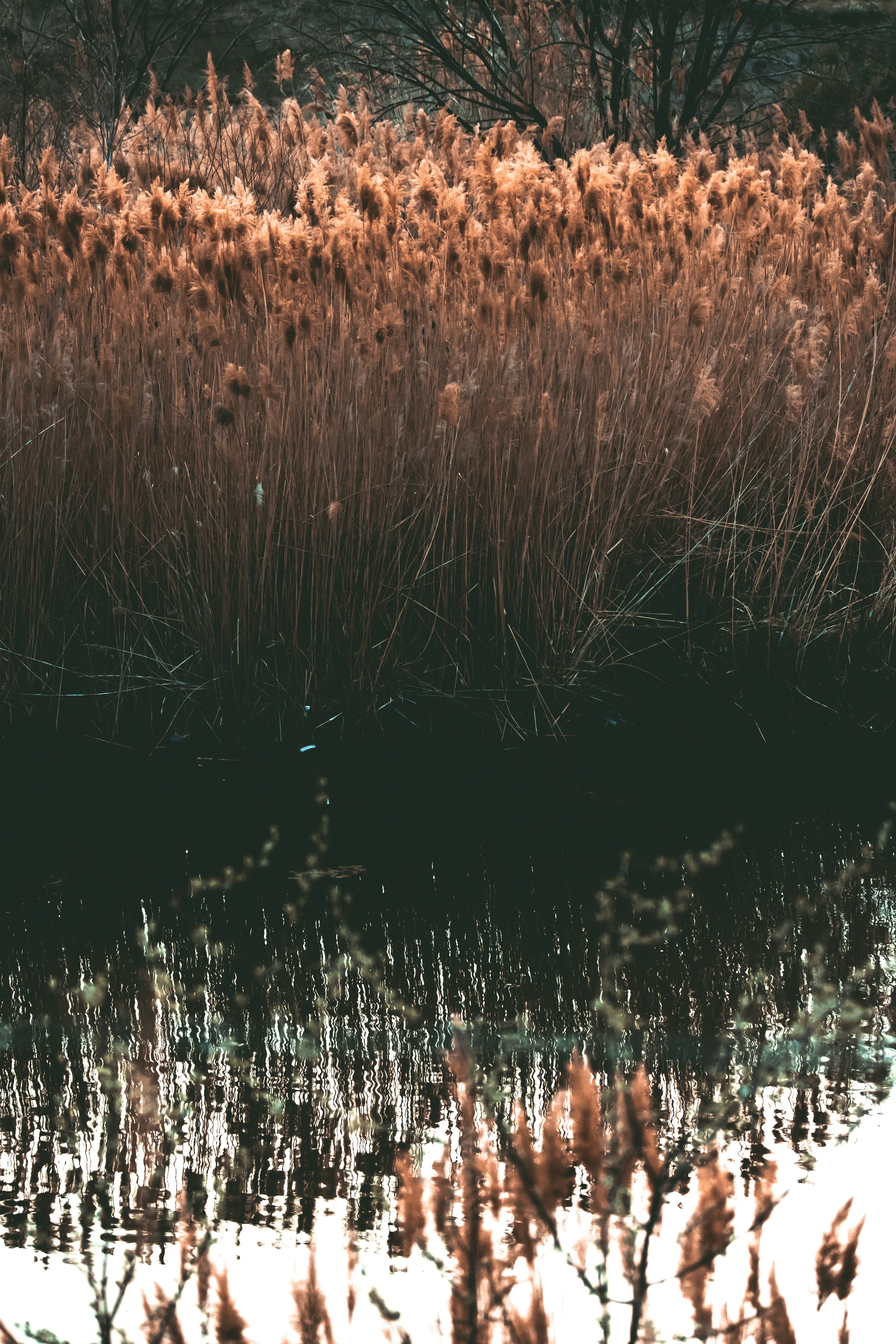 Amber reeds glow along a calm water edge, their reflections shimmering in the still surface.