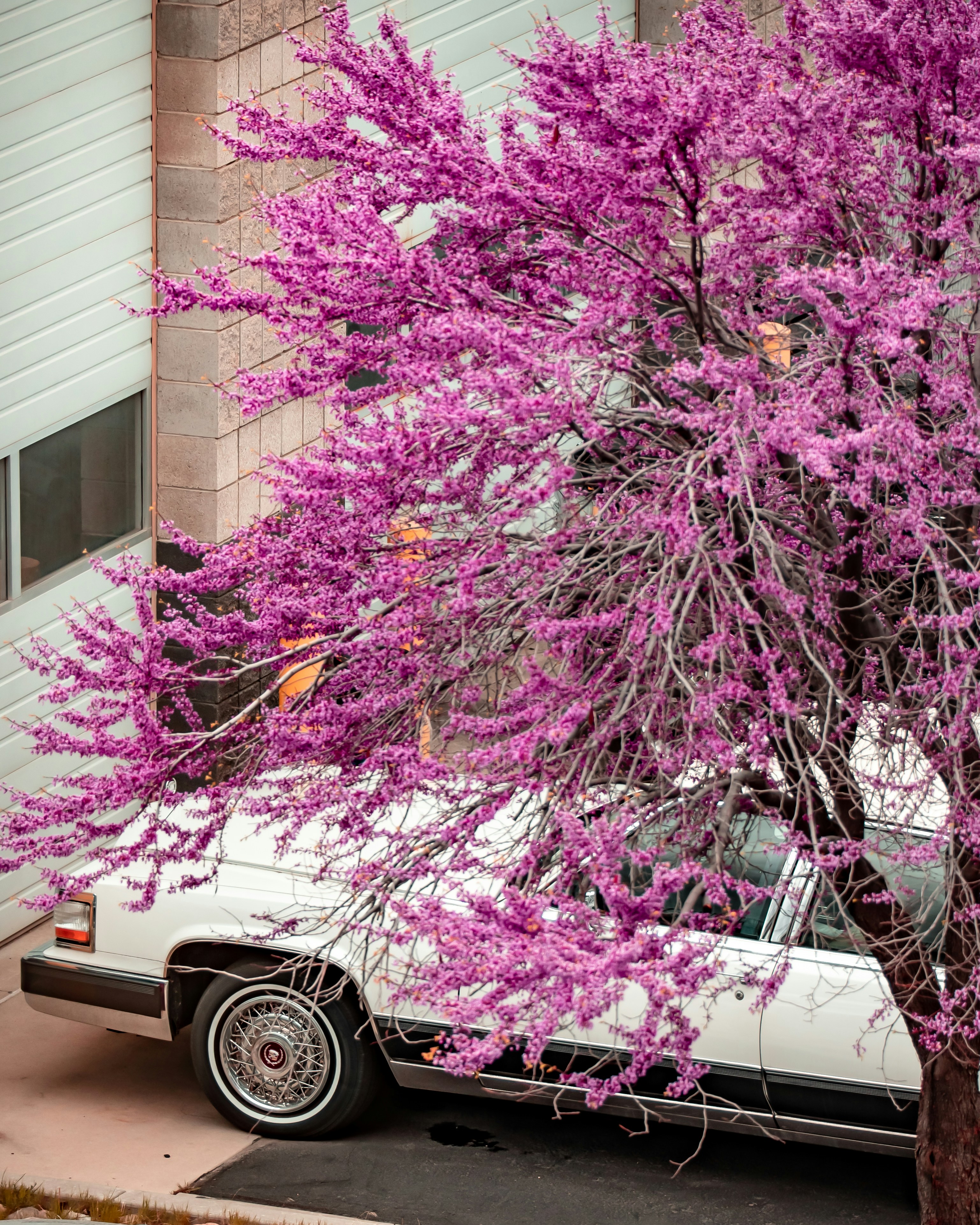 Vibrant pink blossoms cascade from a tree, framing a classic white car parked beside a building with a garage door.