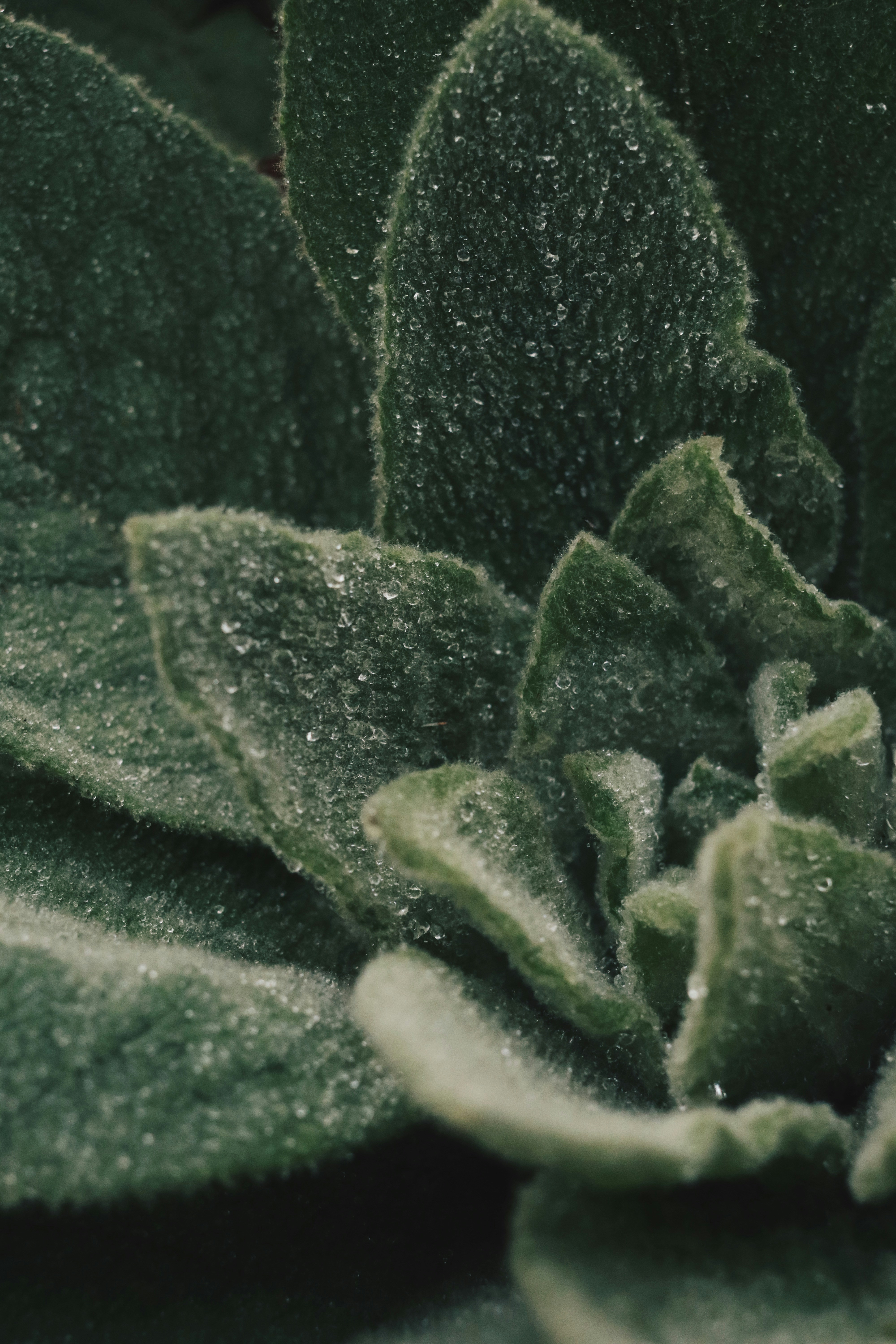 Velvet Frost on Evergreen Folds: A Macro Portrait of Green Texture