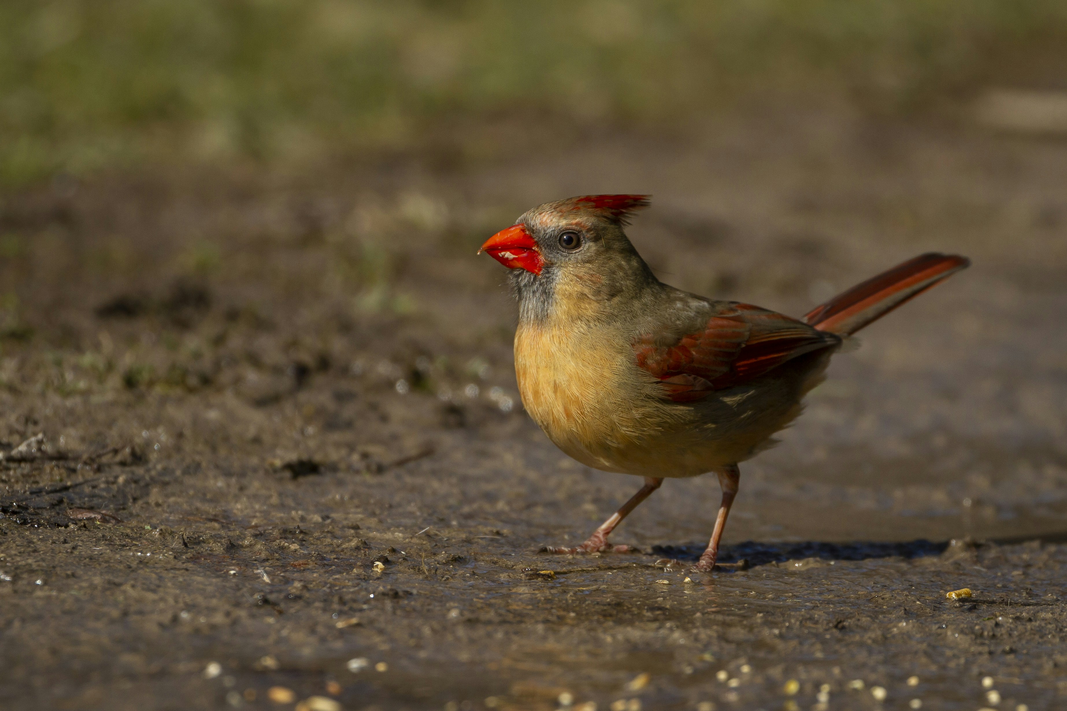 Brown and red bird on gray sand during daytime photo – Free Willoughby ...