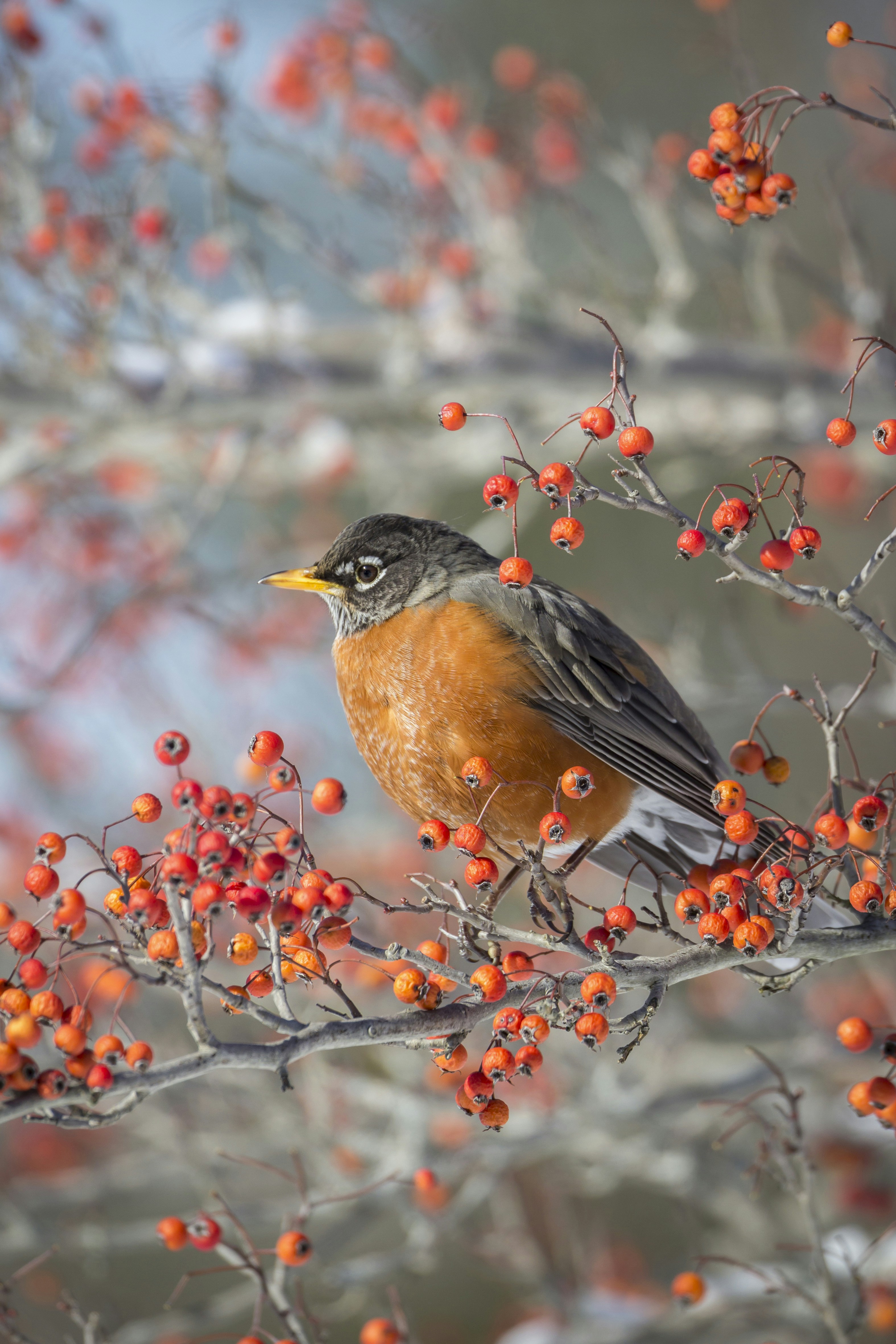 500+ Robin Pictures [HD] | Download Free Images on Unsplash