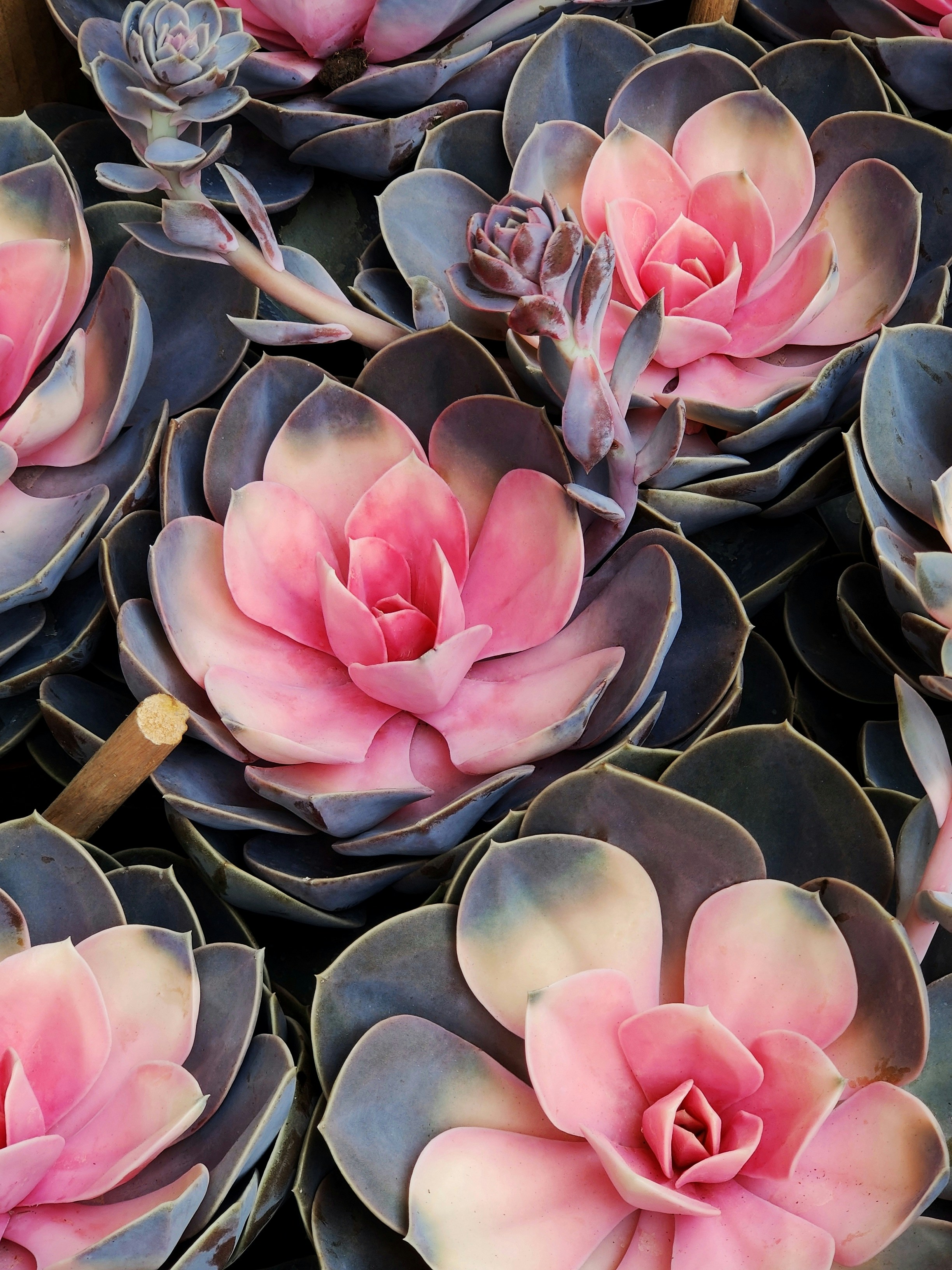 Vibrant pink and purple succulents arranged in a visually striking pattern, showcasing their intricate shapes and colors.