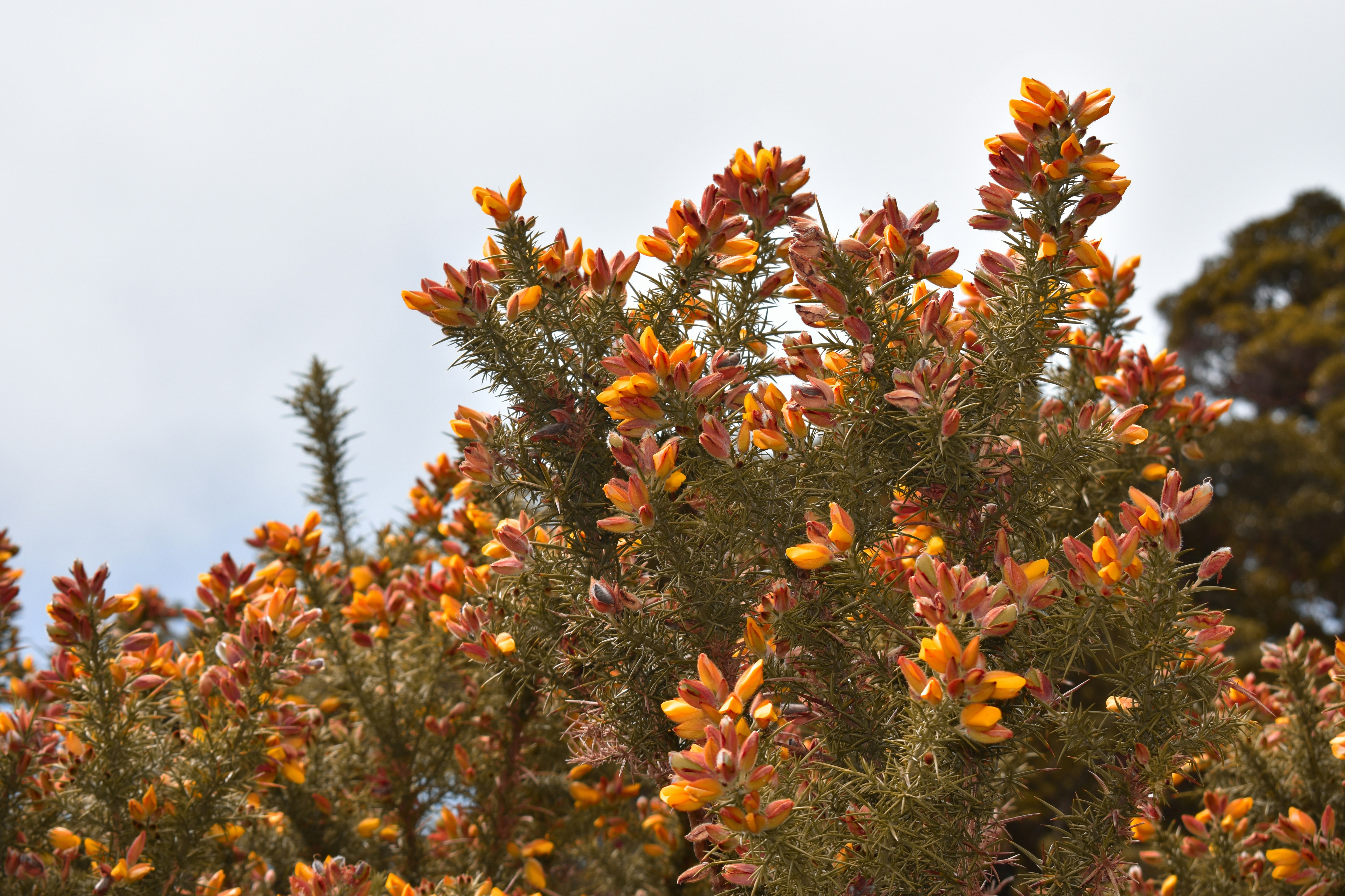 Crimson-tipped Blooms Rising Over the Shrub