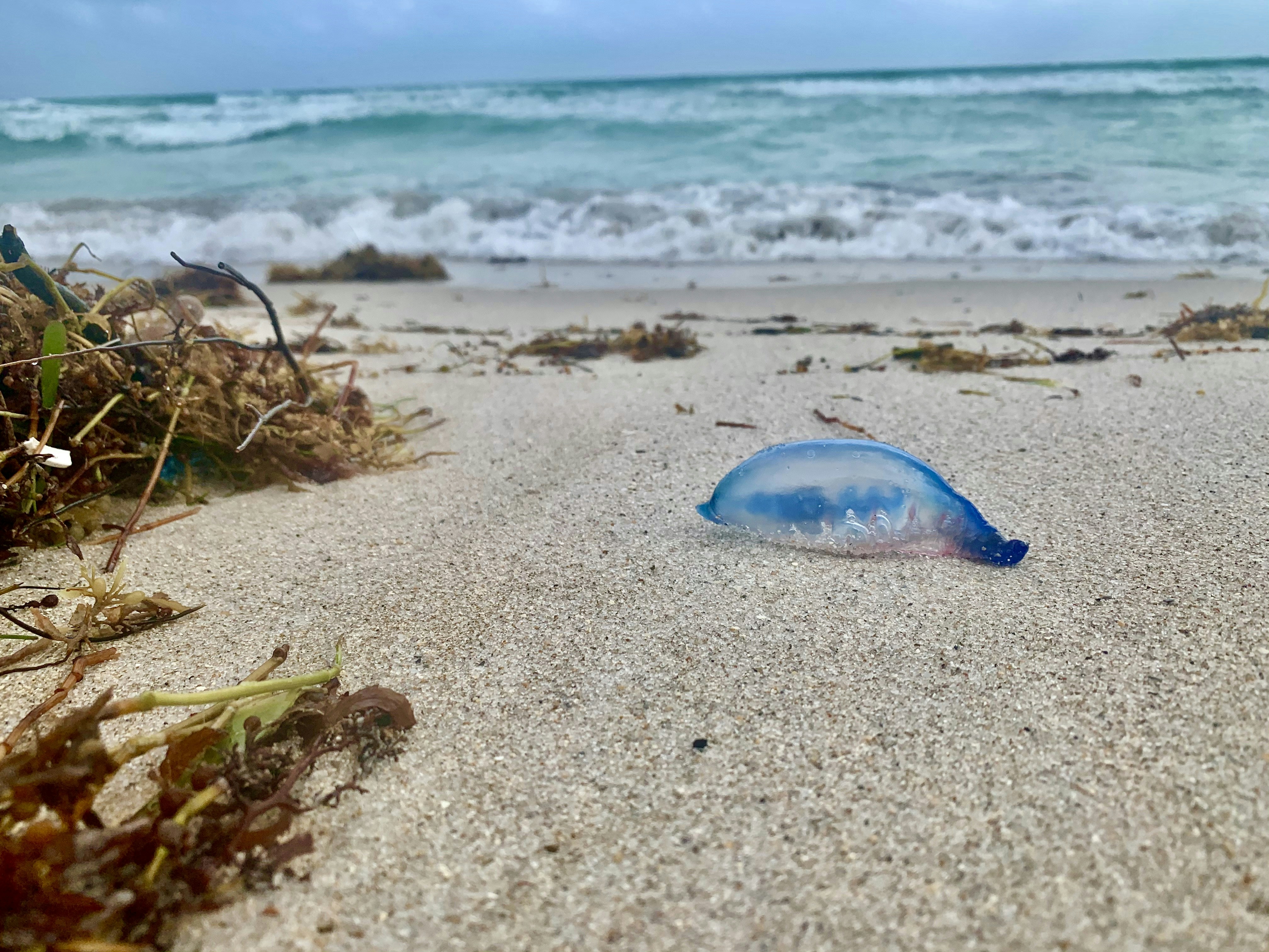 Blue Jelly on Quiet Shore: a Translucent Beacon Among Sand and Seaweed