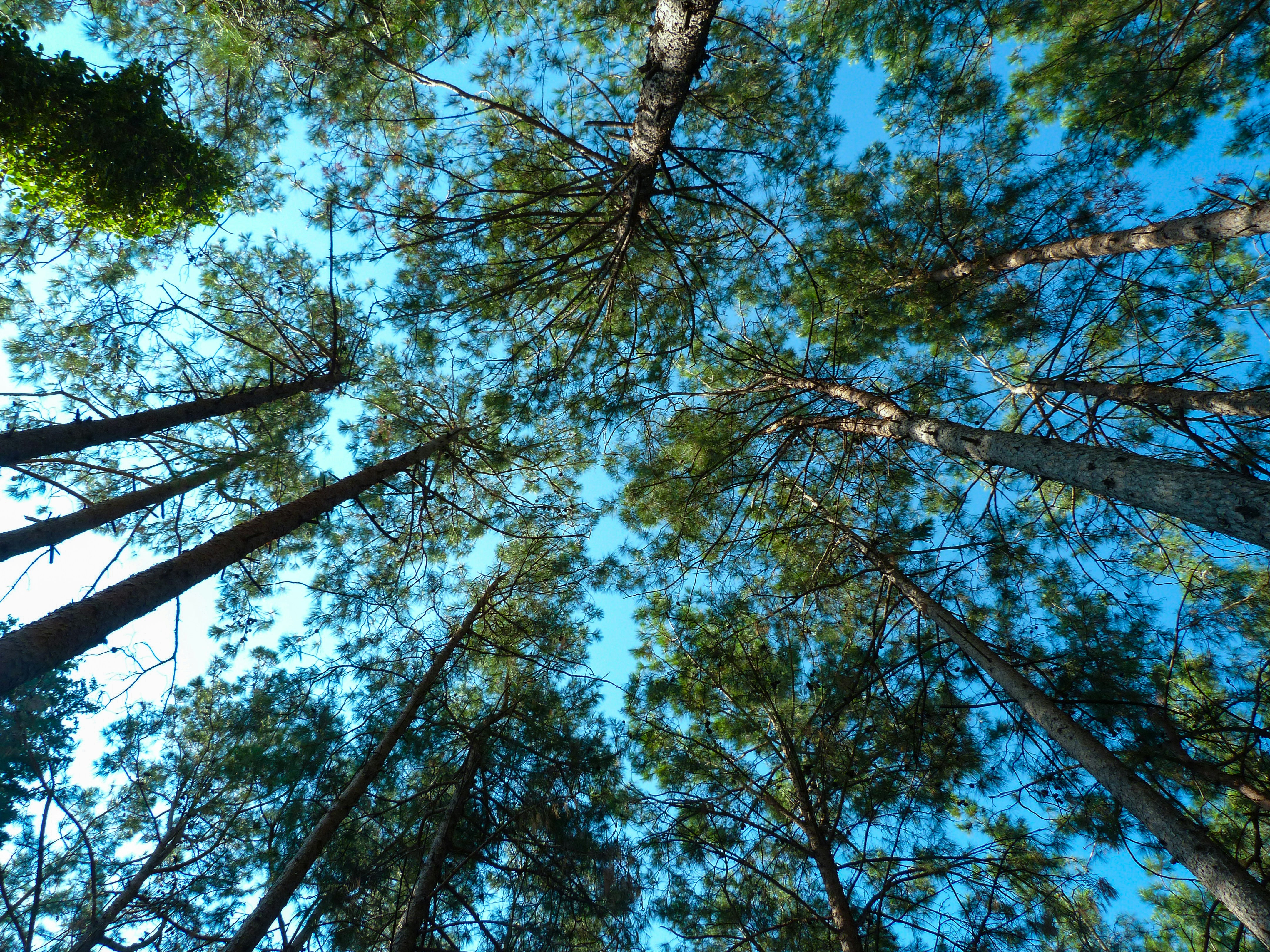 Worms eye view of green trees during daytime photo – Free Plant Image ...