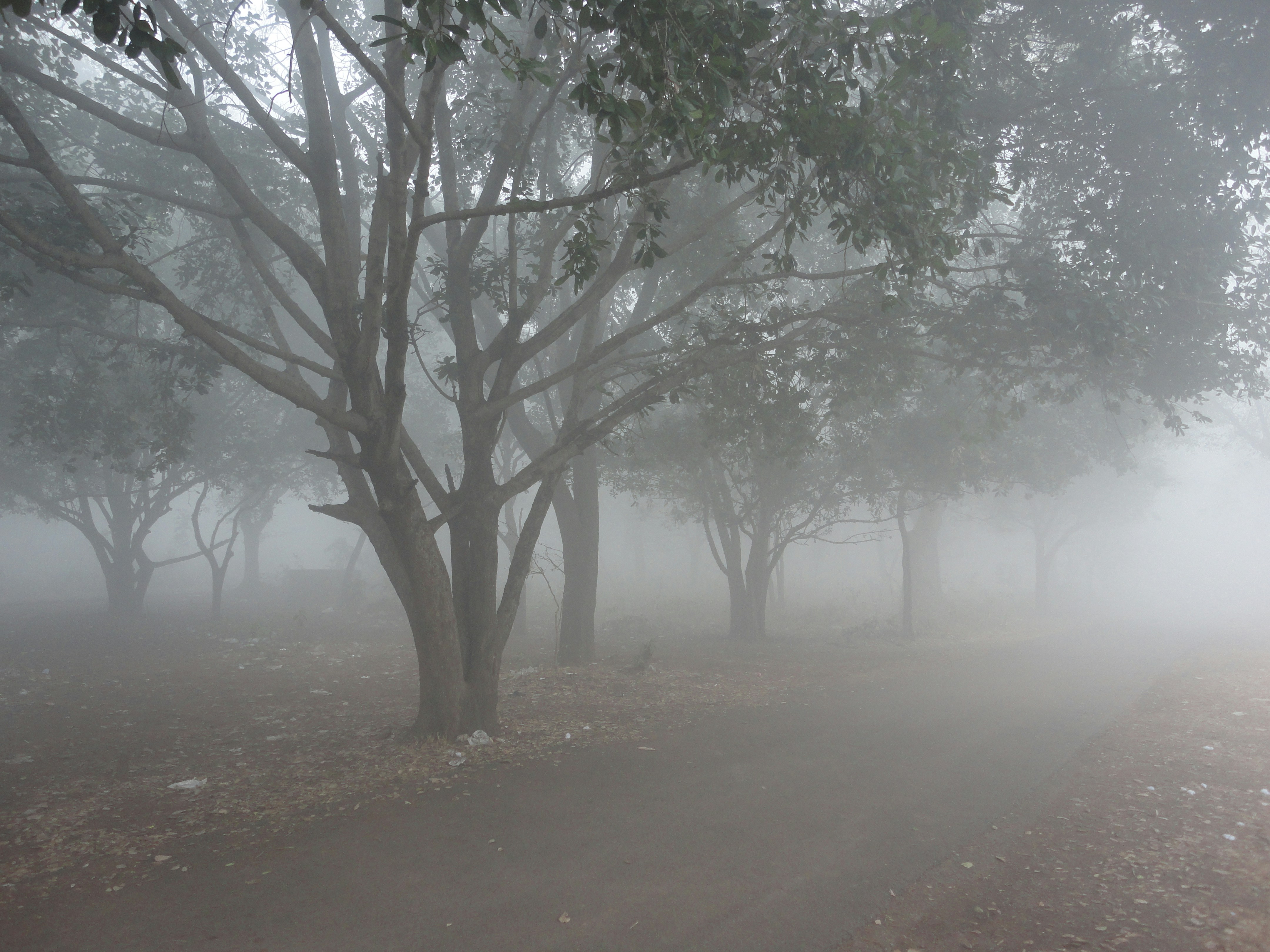 Fog shrouds a park with trees lining a dirt path, creating a muted, atmospheric scene.