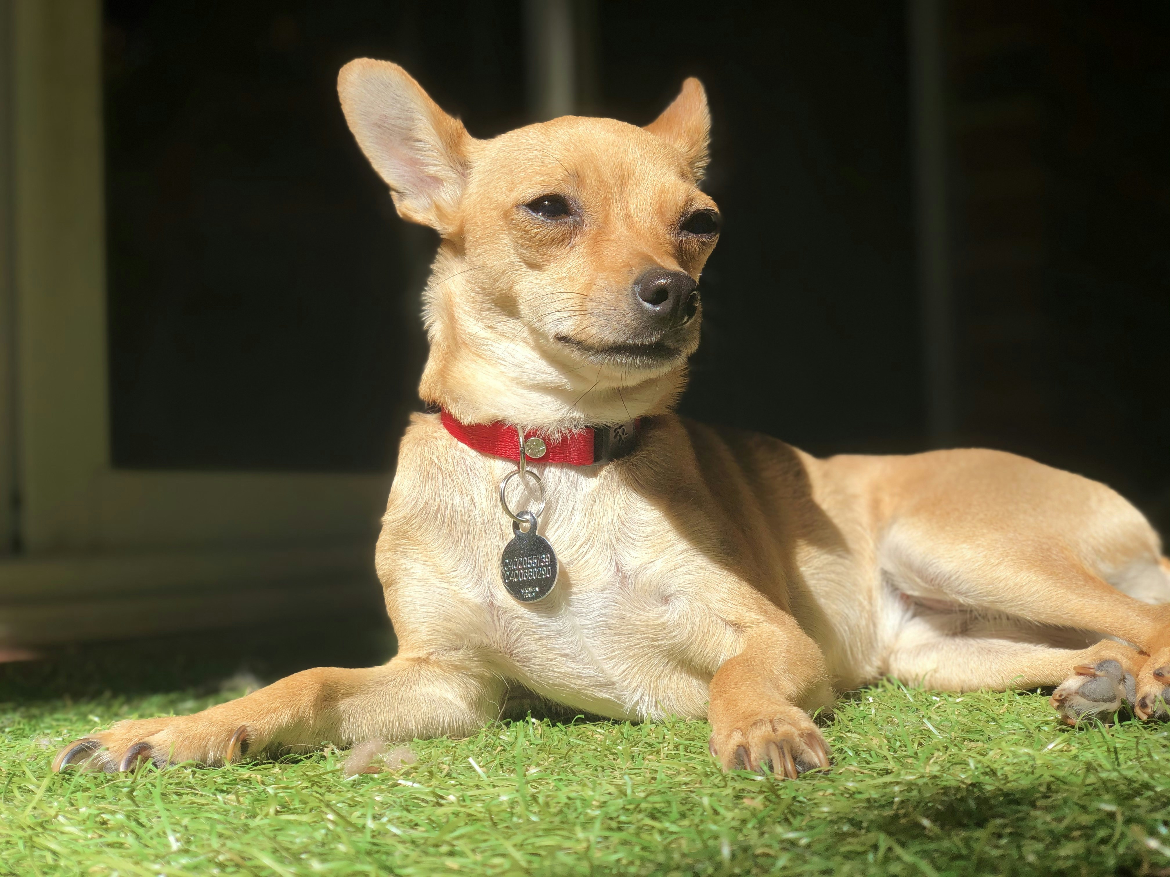 Small tan dog with a red collar basking in sunlight on artificial grass.