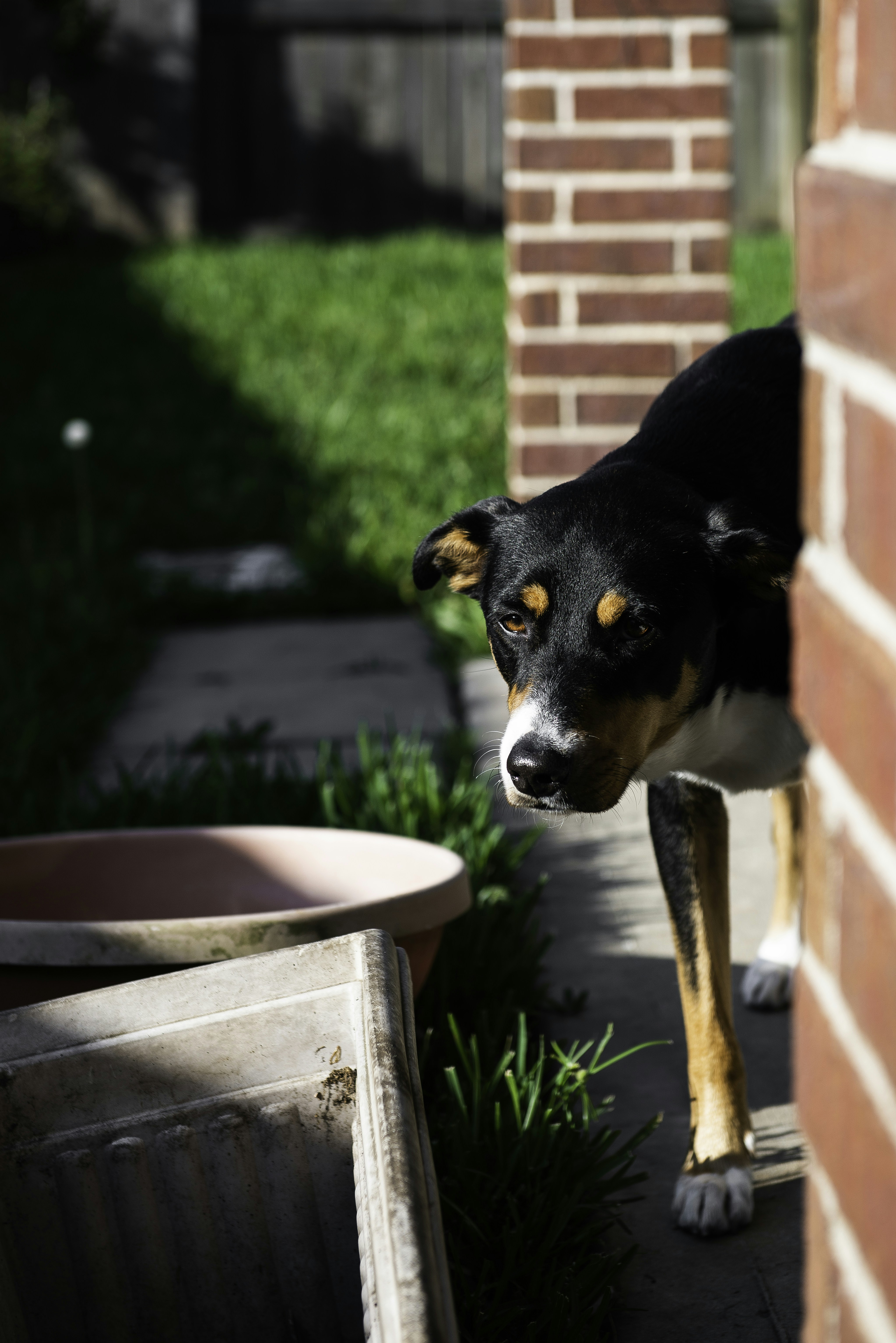 Curious Canine at the Corner of the Brick Wall